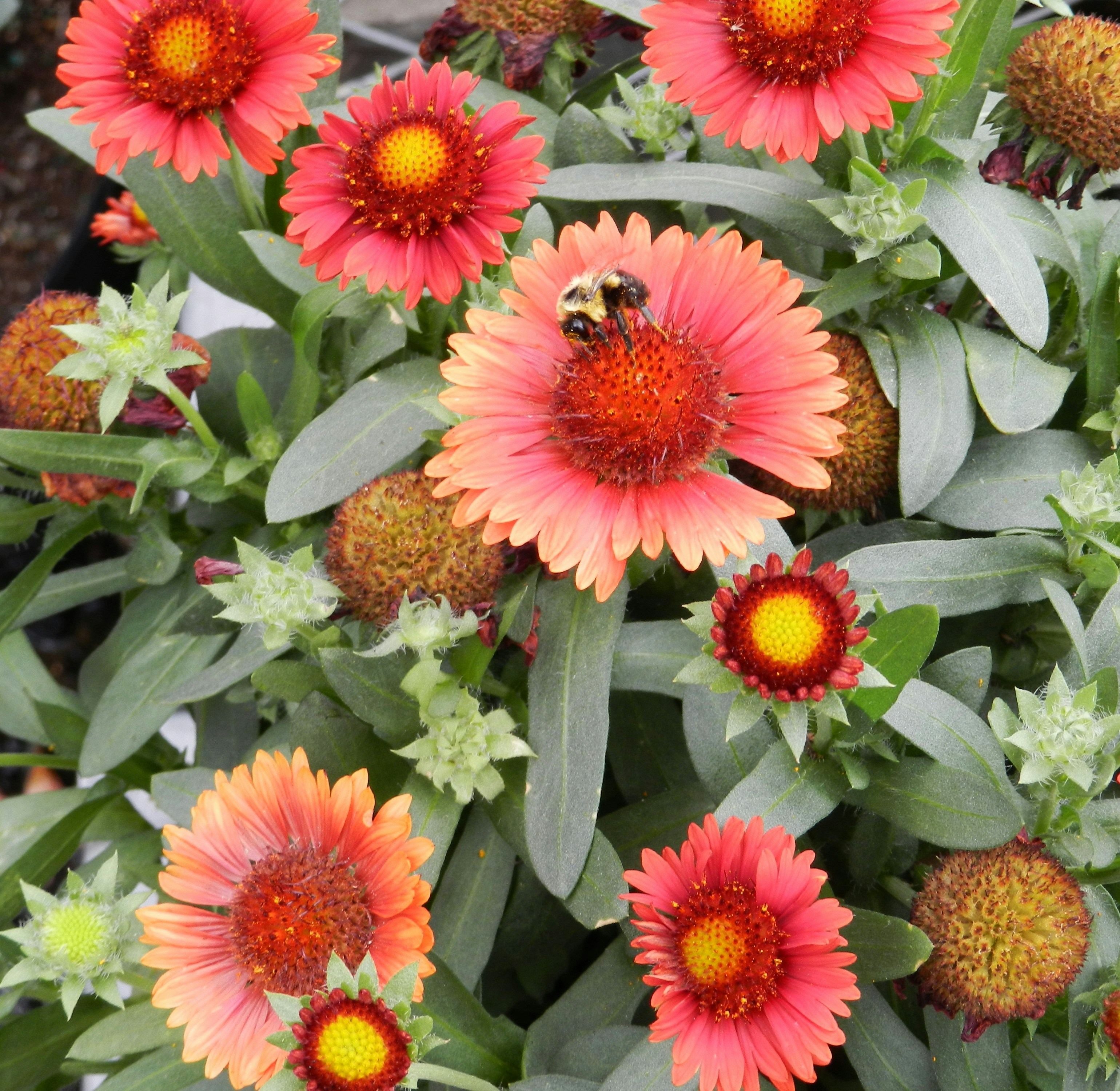 Candy-Striped Blossoms: A Bee’s Visit to the Coral Daisy Garden