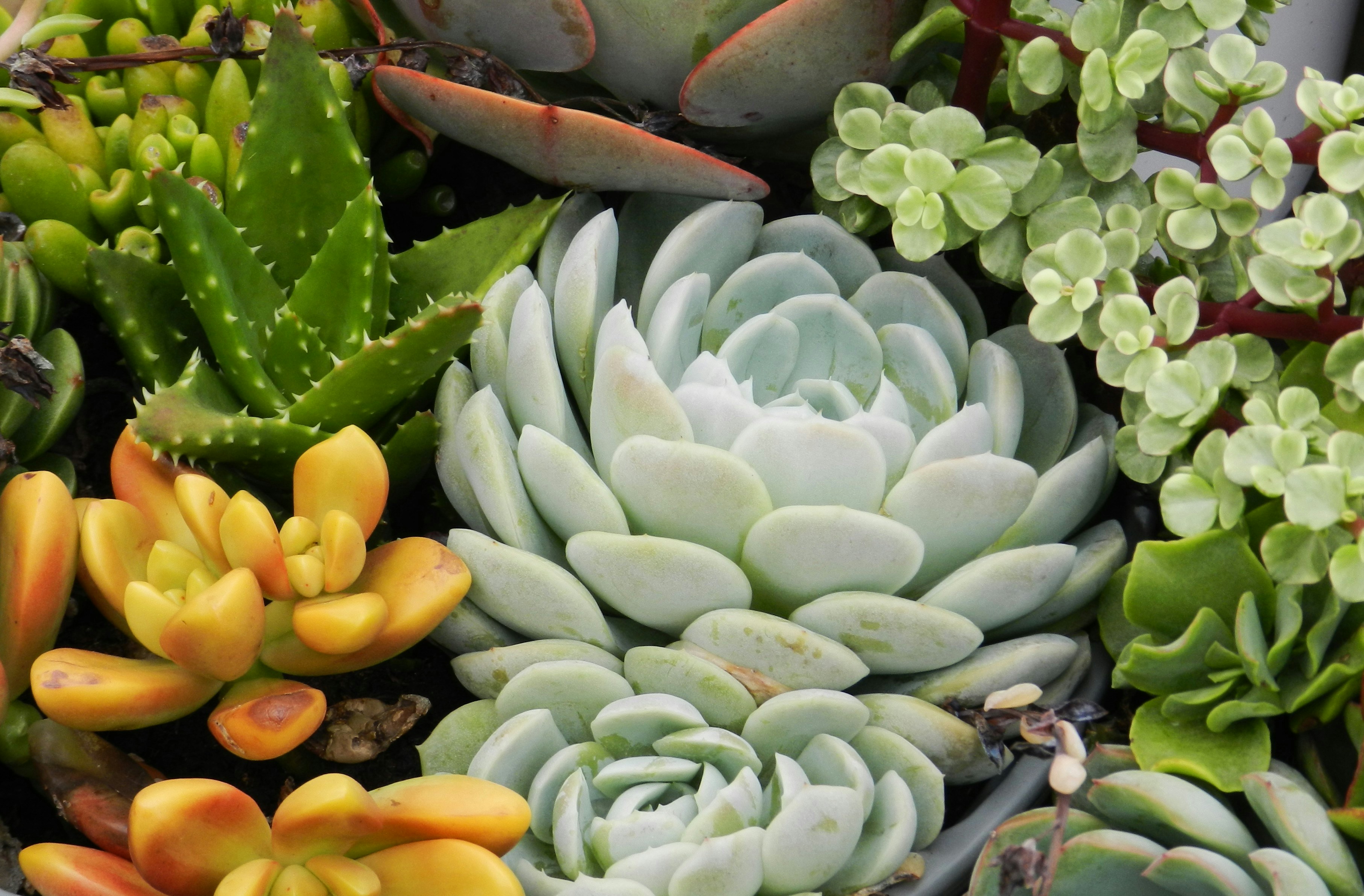 Succulent Mosaic: A Close-Up of Rosette Ceramics in Green and Gold