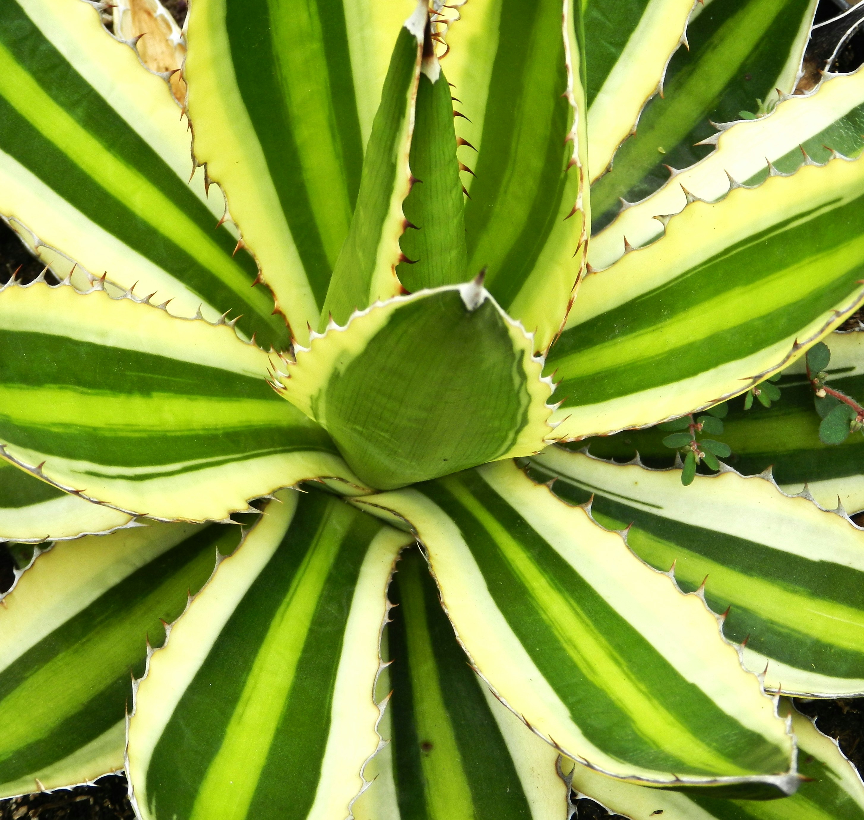Centroid of Green Striated Succulence