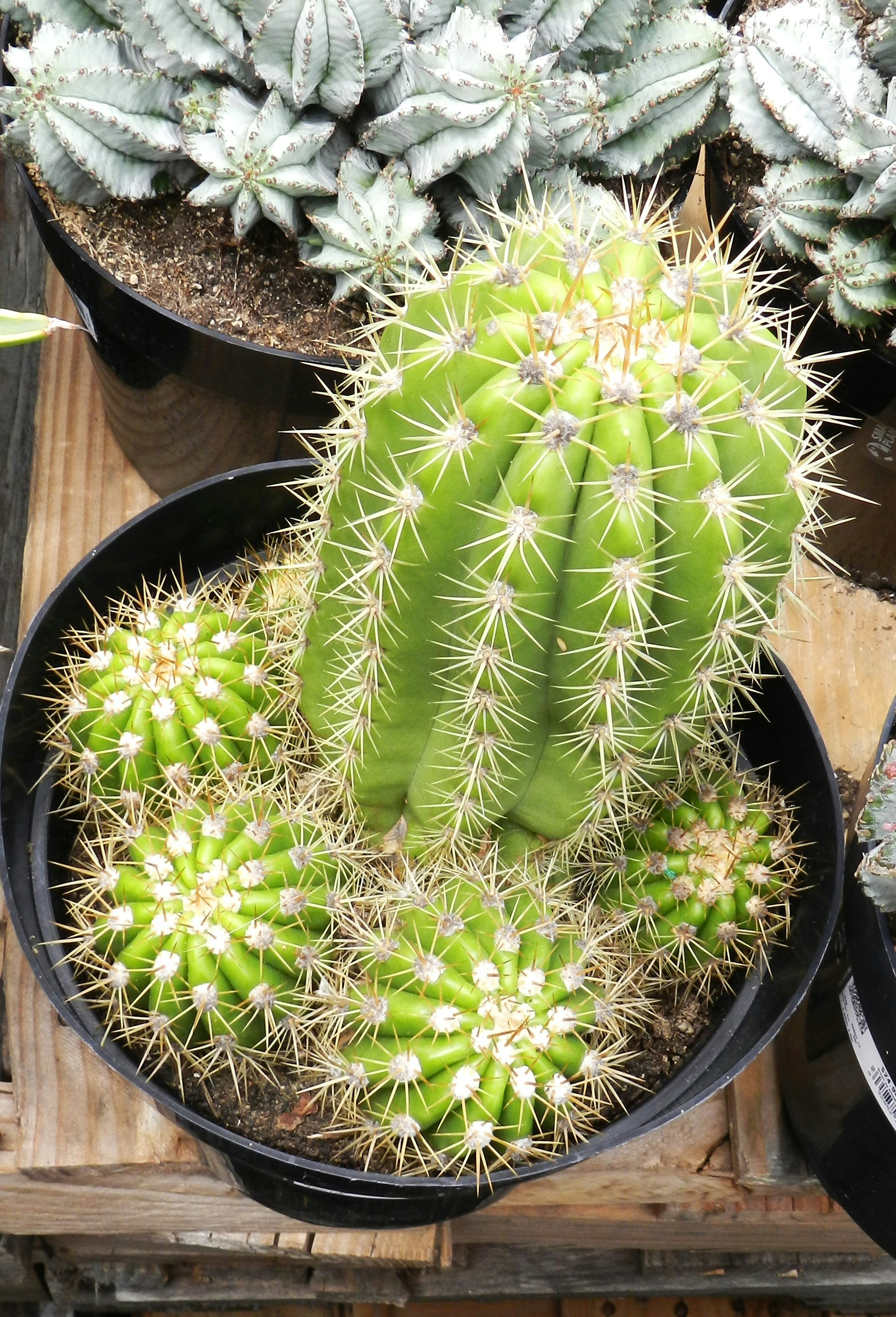 Cactus Parade: Crowned Giants Among Tiny Spikes