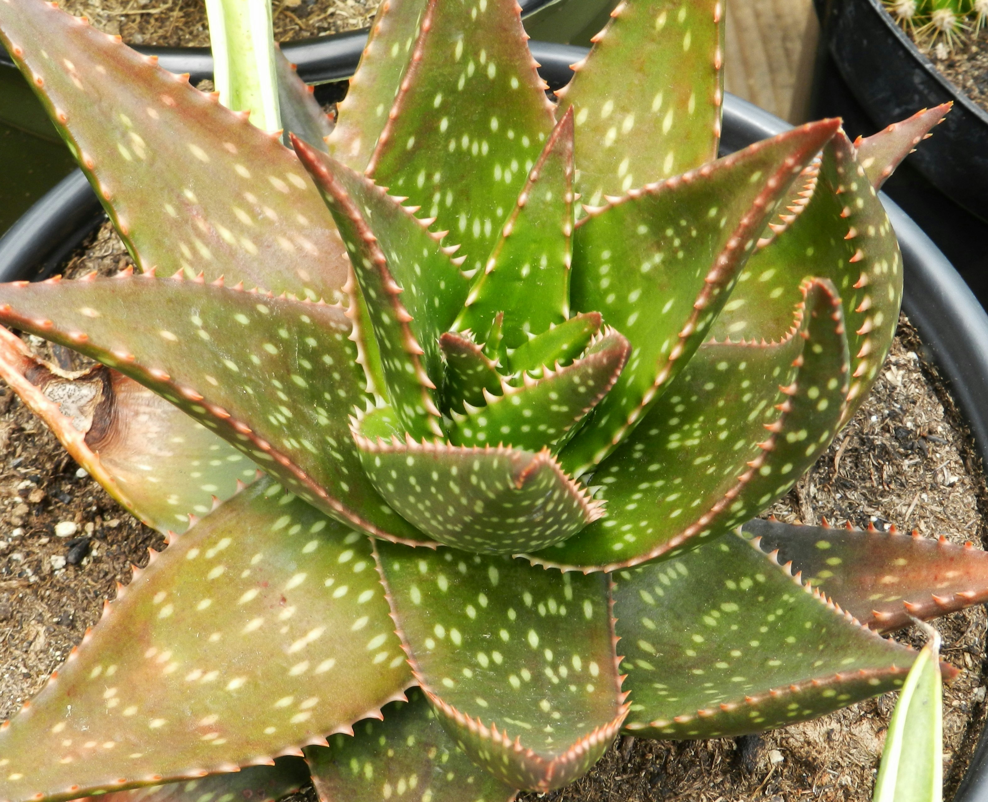 Rosette of Spotted Succulence: Green Leaves with Pink-Tip Edges