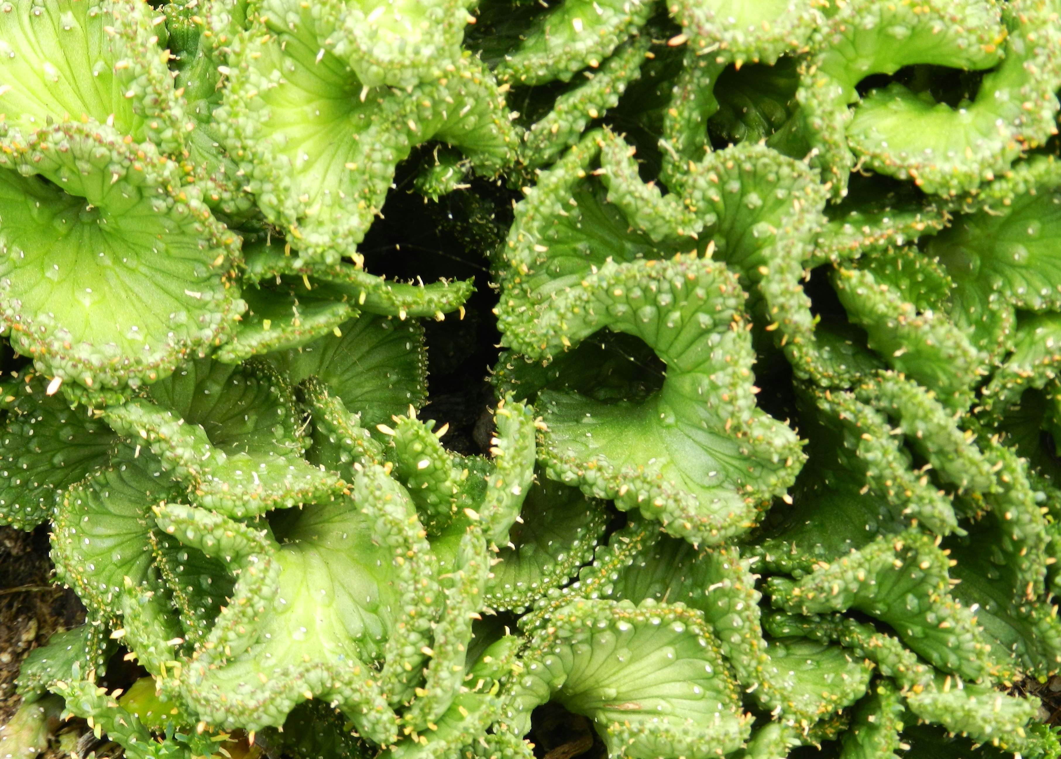 Dense close-up of green, scalloped leaves with tiny spines and droplets, forming an abstract leafy texture; a plant-focused macro shot.