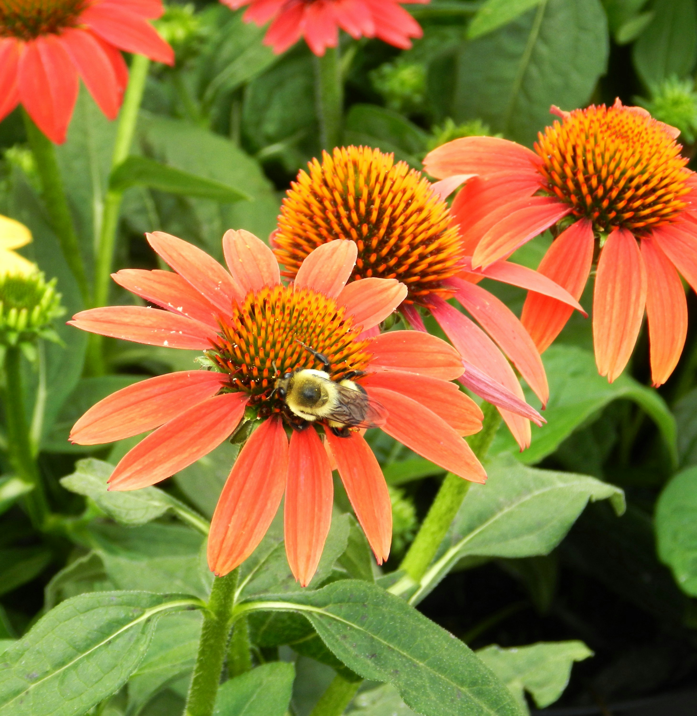 Bee on Coral Coneflowers: A Bright Moment in the Garden