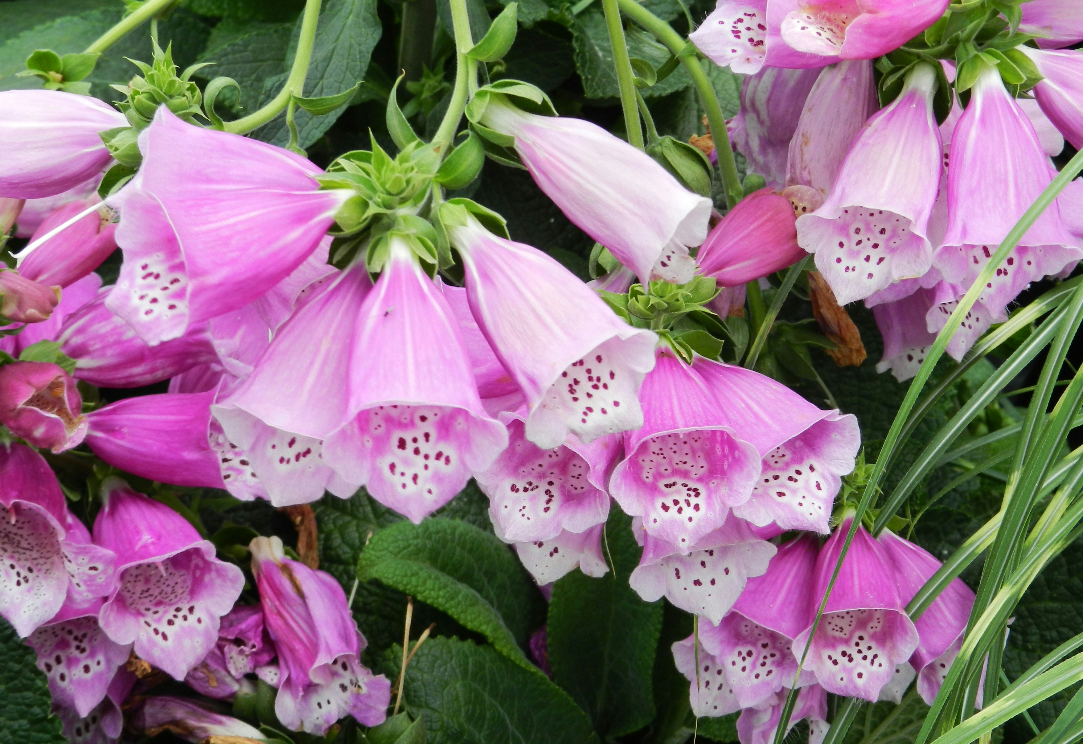Pink bells in bloom: a close embrace of petal and leaf