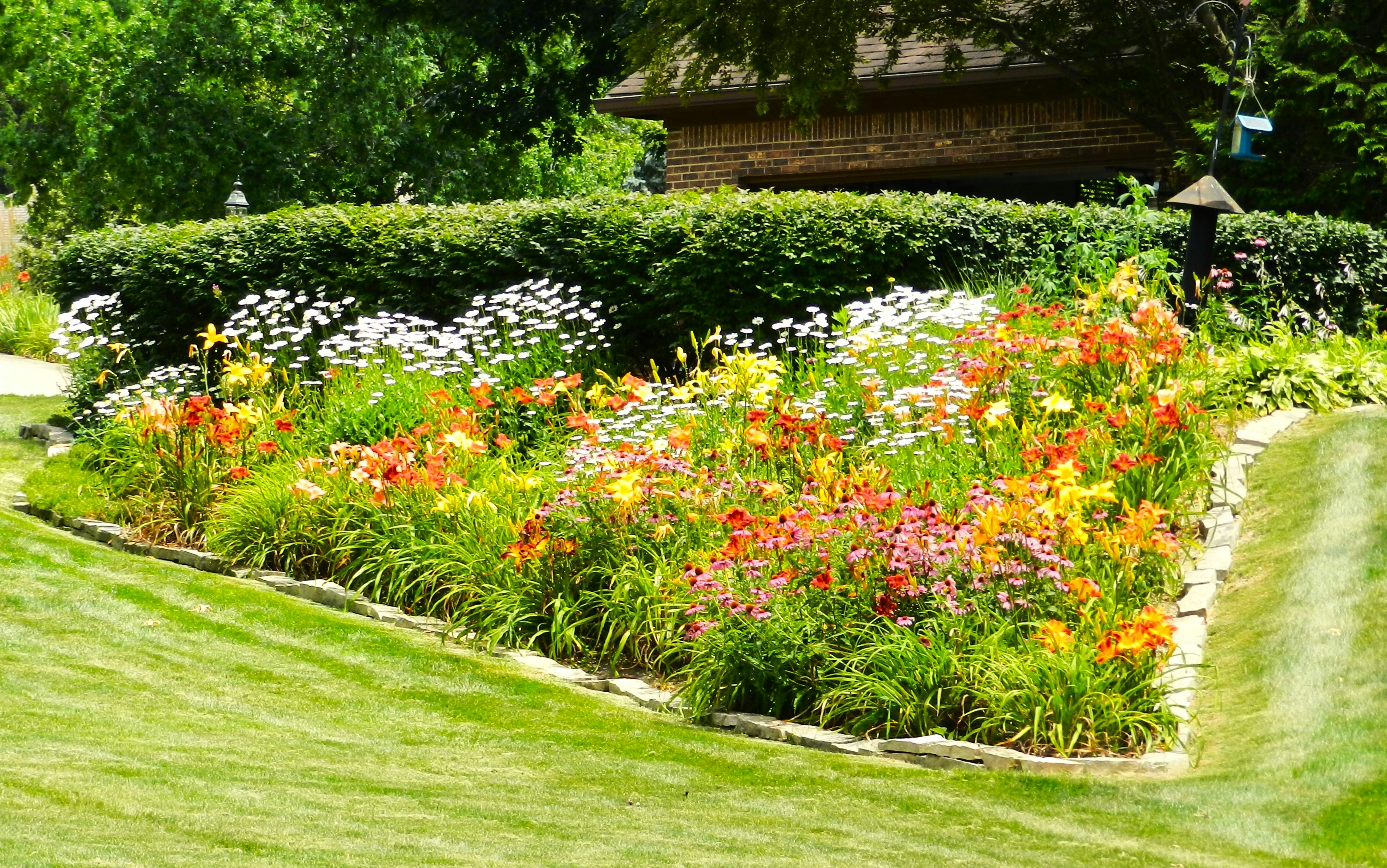Colorful Terrace in Bloom: A Garden Walkway with White Daisies and Orange Florals