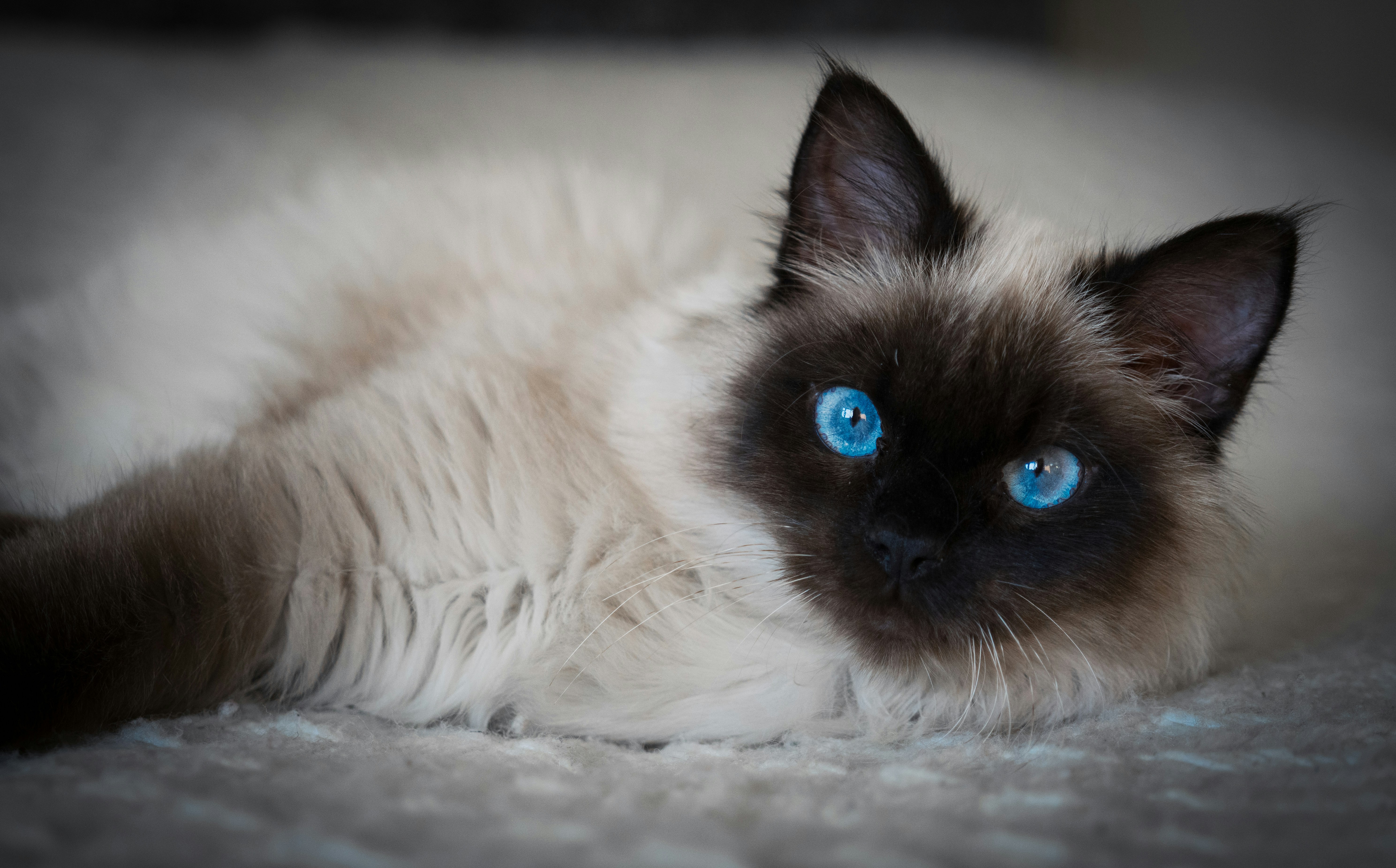 Azure gaze on a snowy cushion: a Siamese crepuscule
