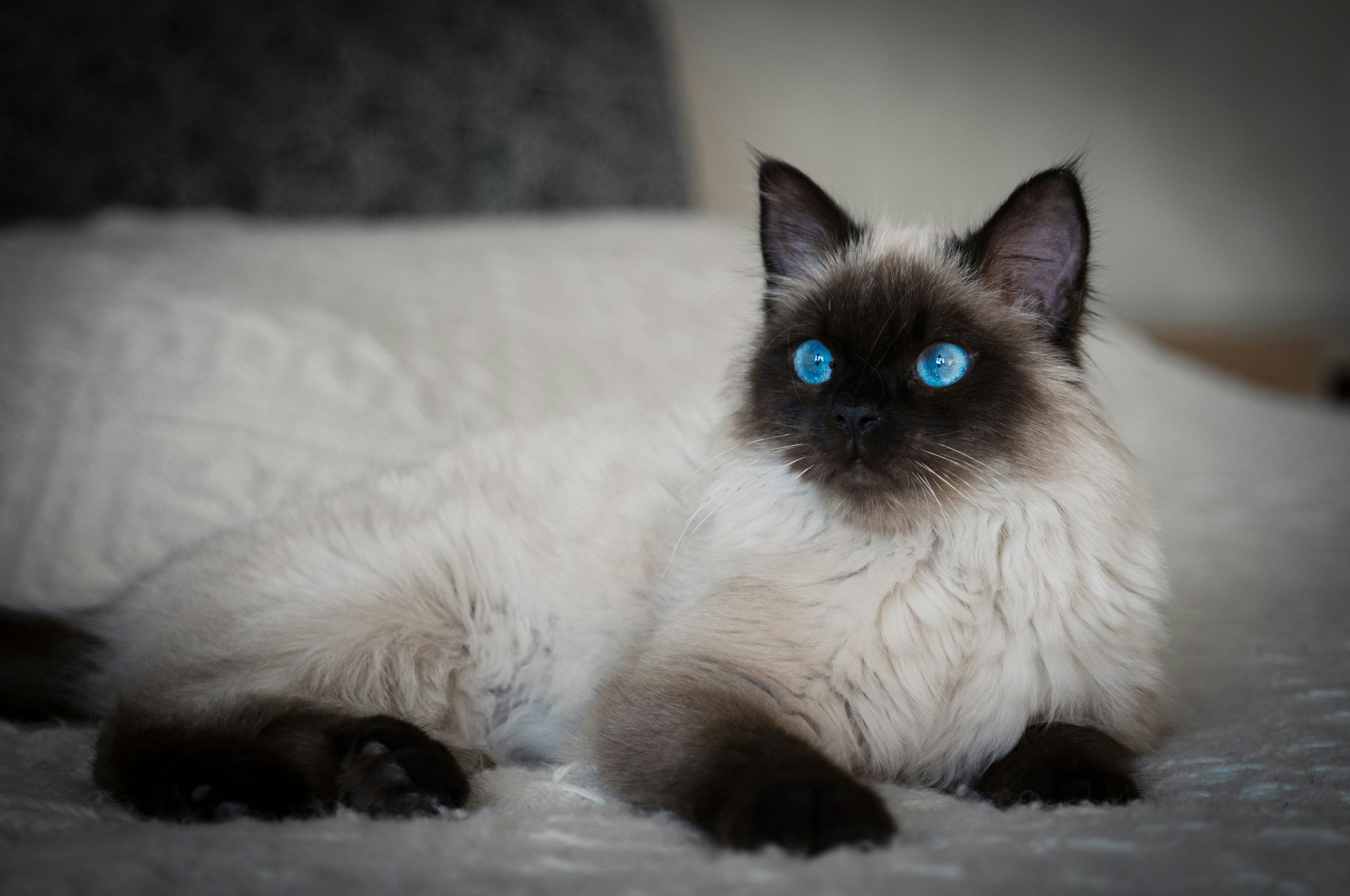Azure-eyed Siamese Lying in Snowlit Quiet