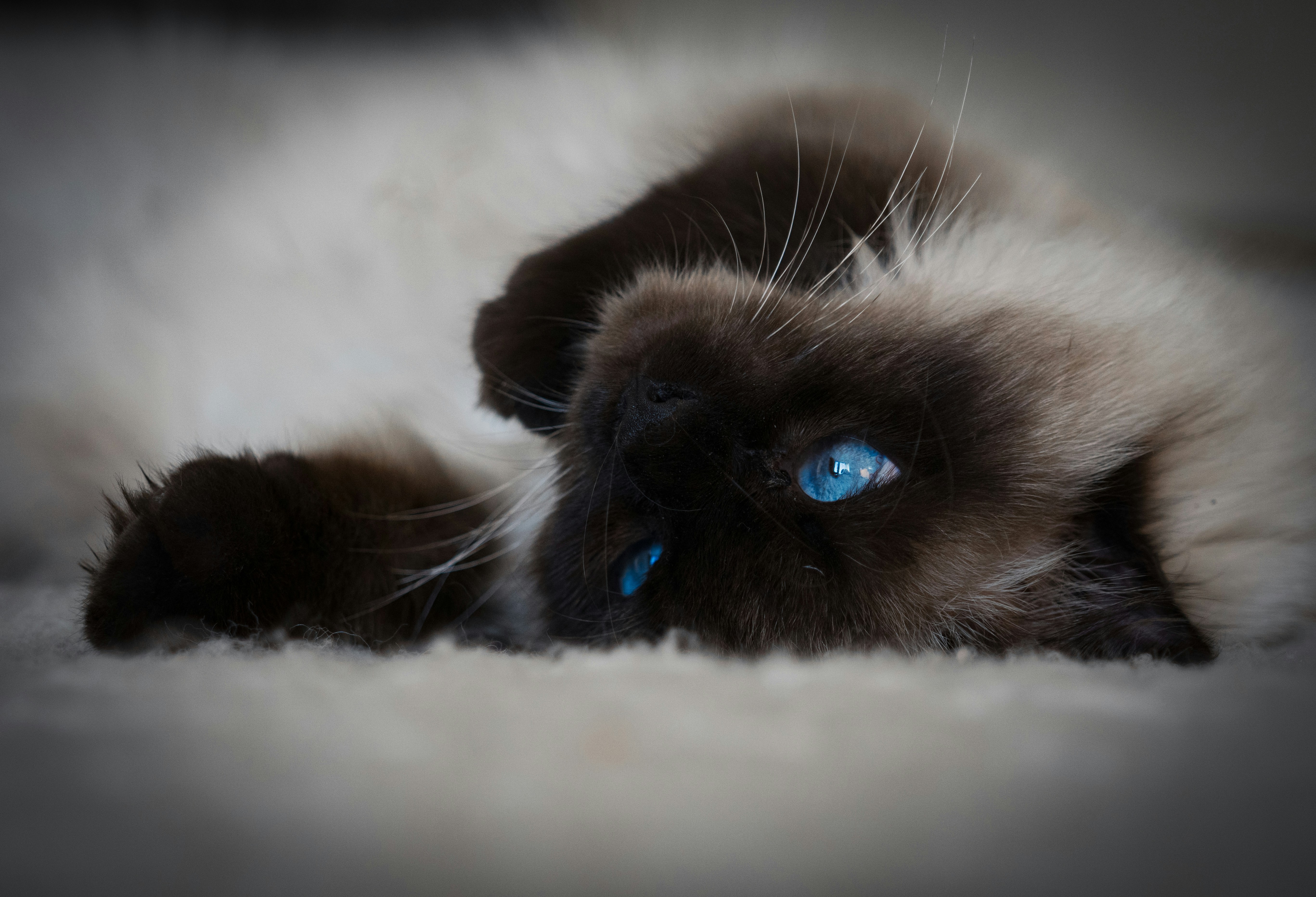 Slumbering Siamese with Azure Gaze