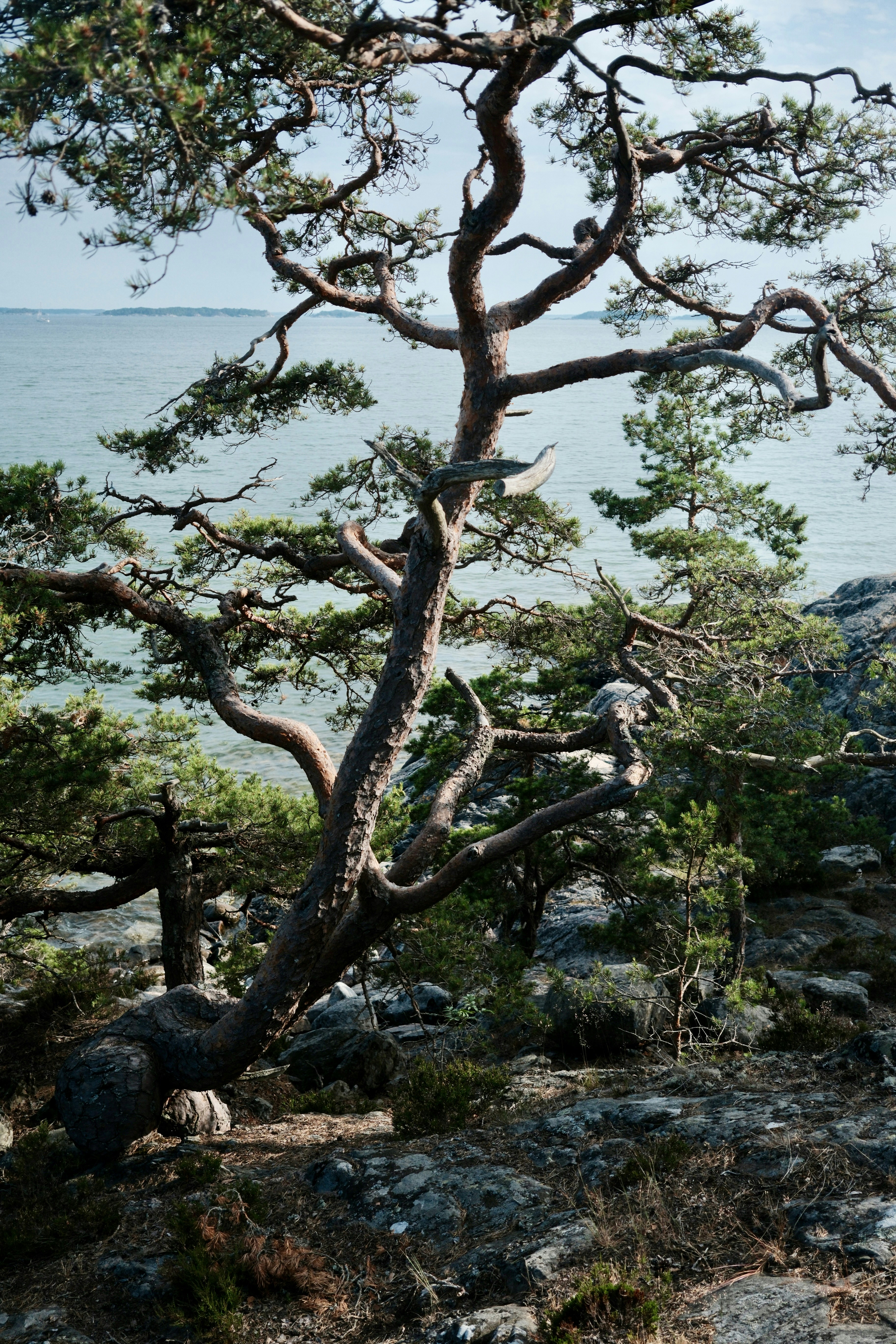 Tangled Cedar by the Sea: A Wind-Sculpted Coastal Grandeur