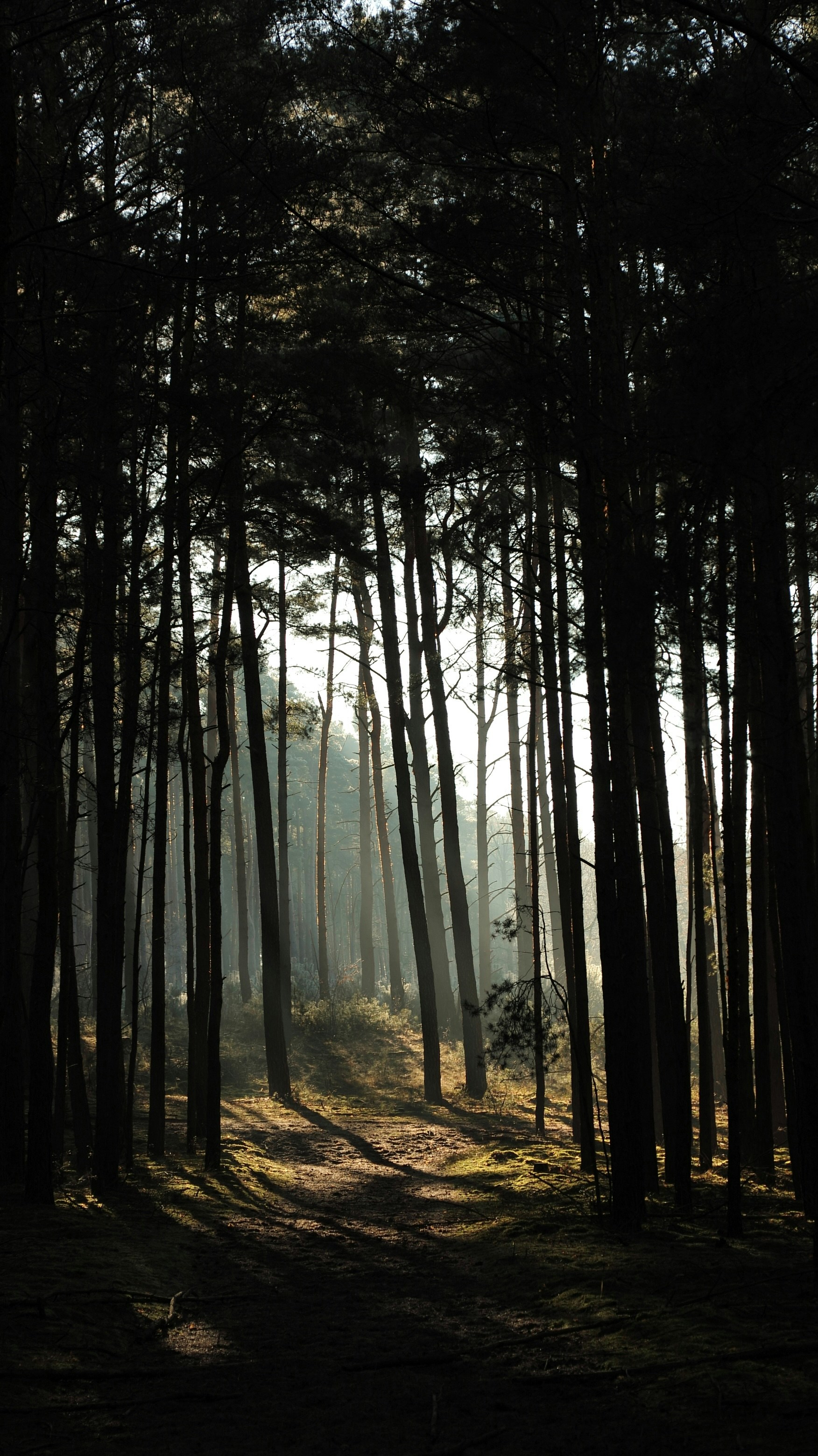 Sunlit Path Through the Silent Pines
