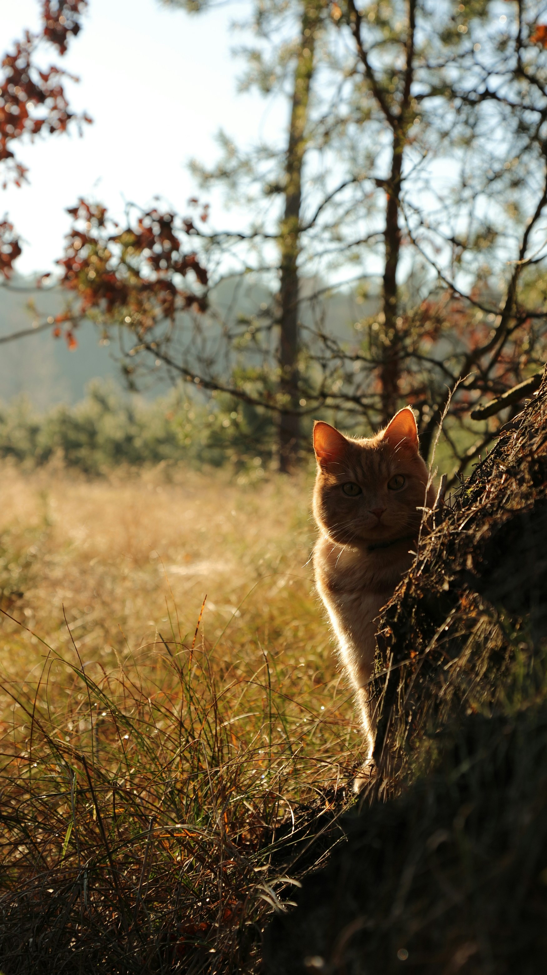 Hidden Feline in Autumn Light
