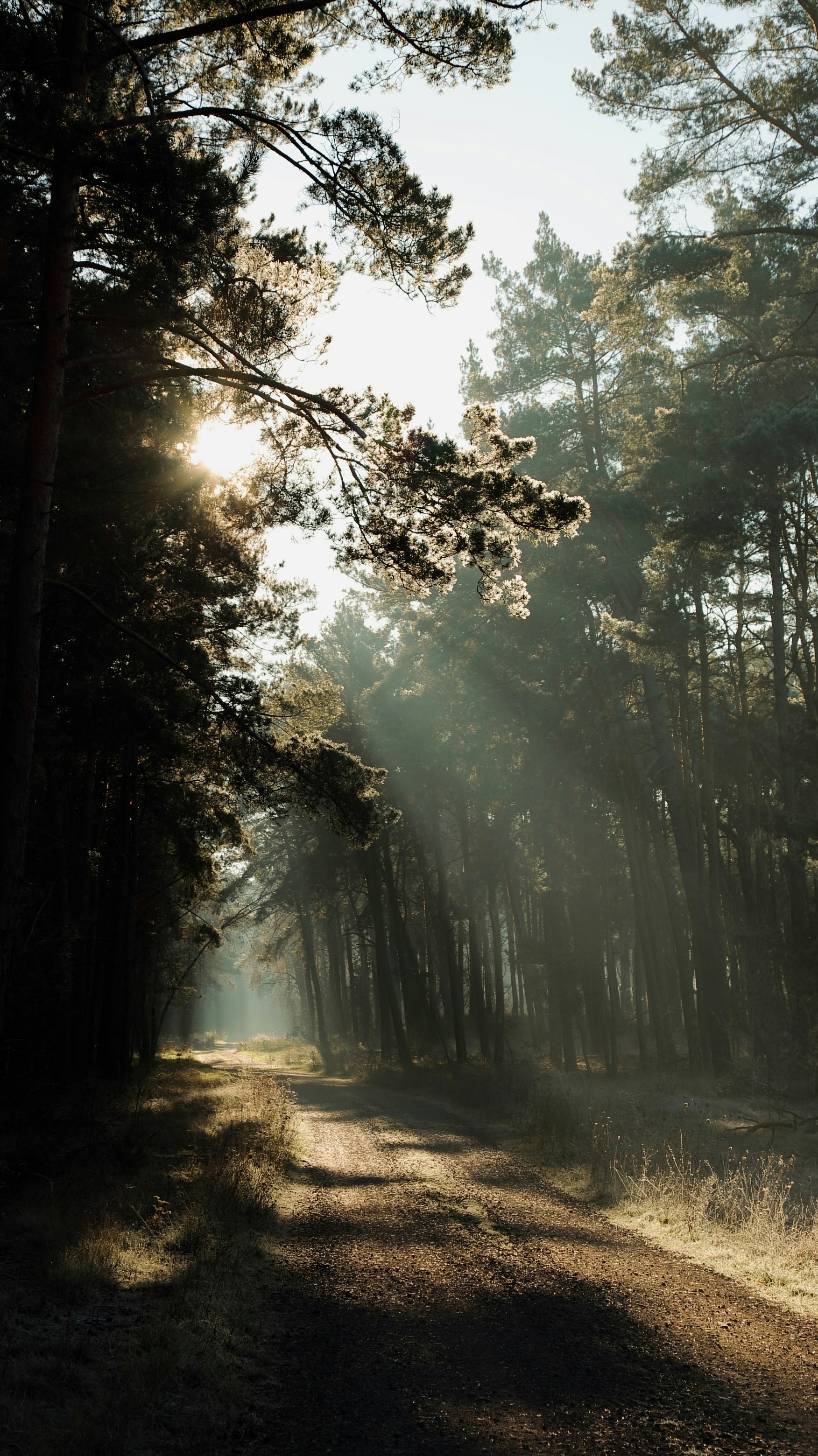 Sunlit Pine Avenue: A Quiet Morning Through a Forest Path