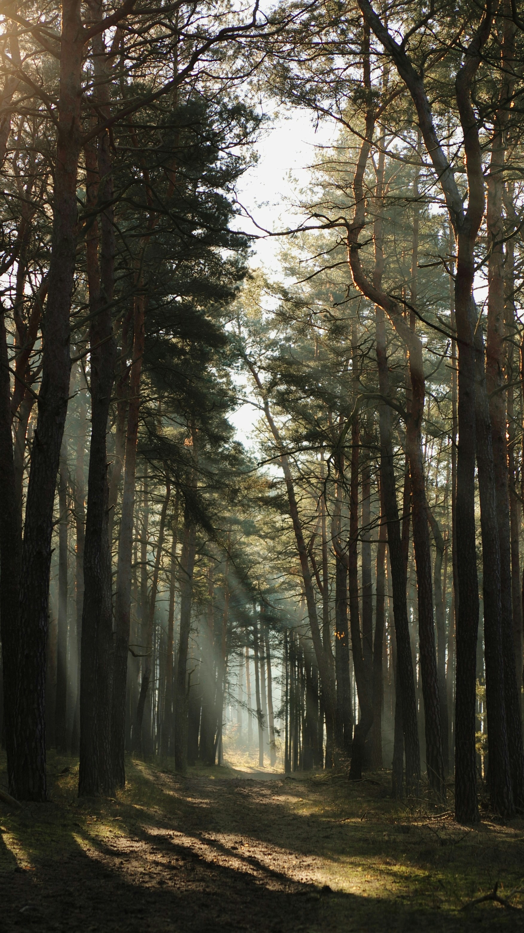 Sunbeams through a Silent Pine Avenue