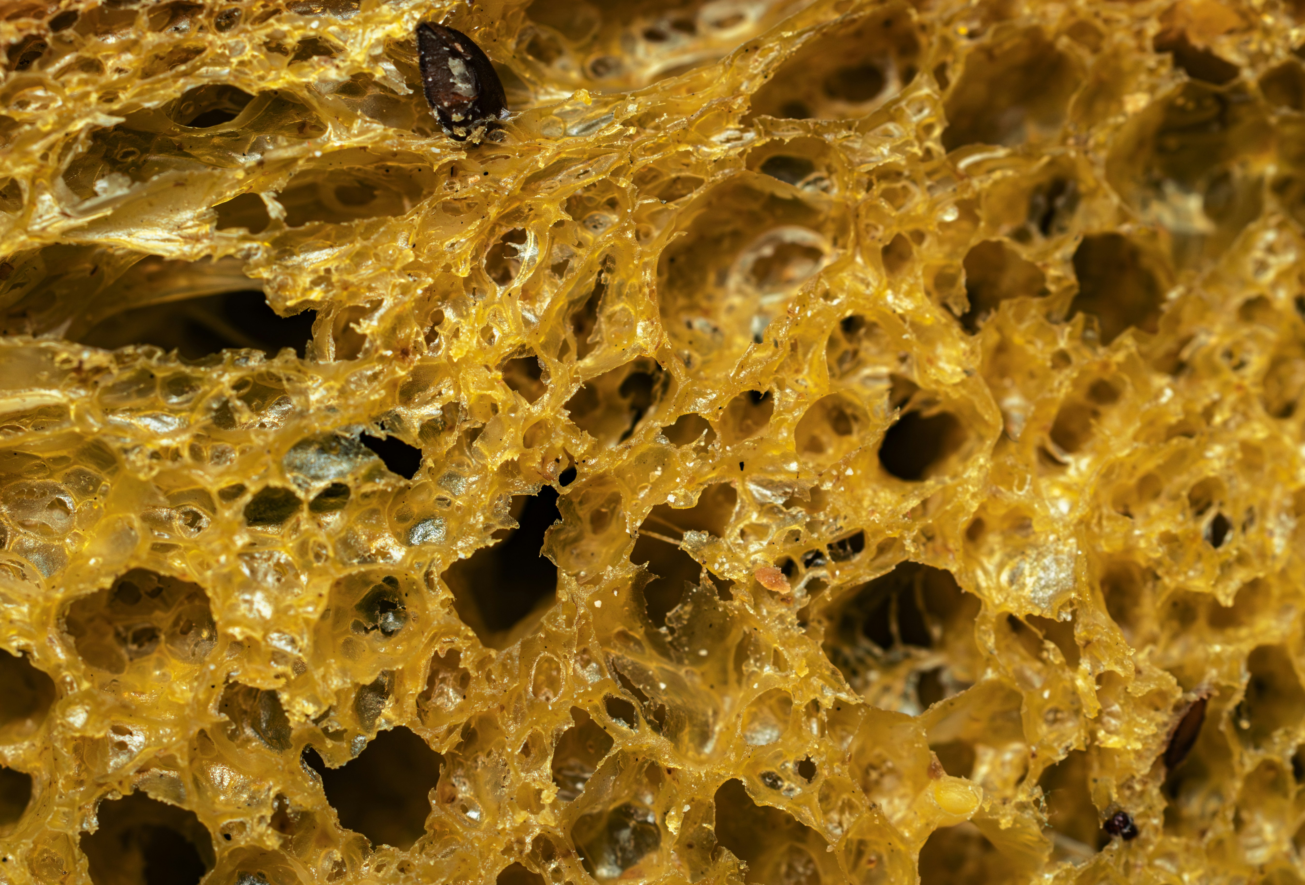 Amber Porous Core: Macro Texture of a Sea Sponge