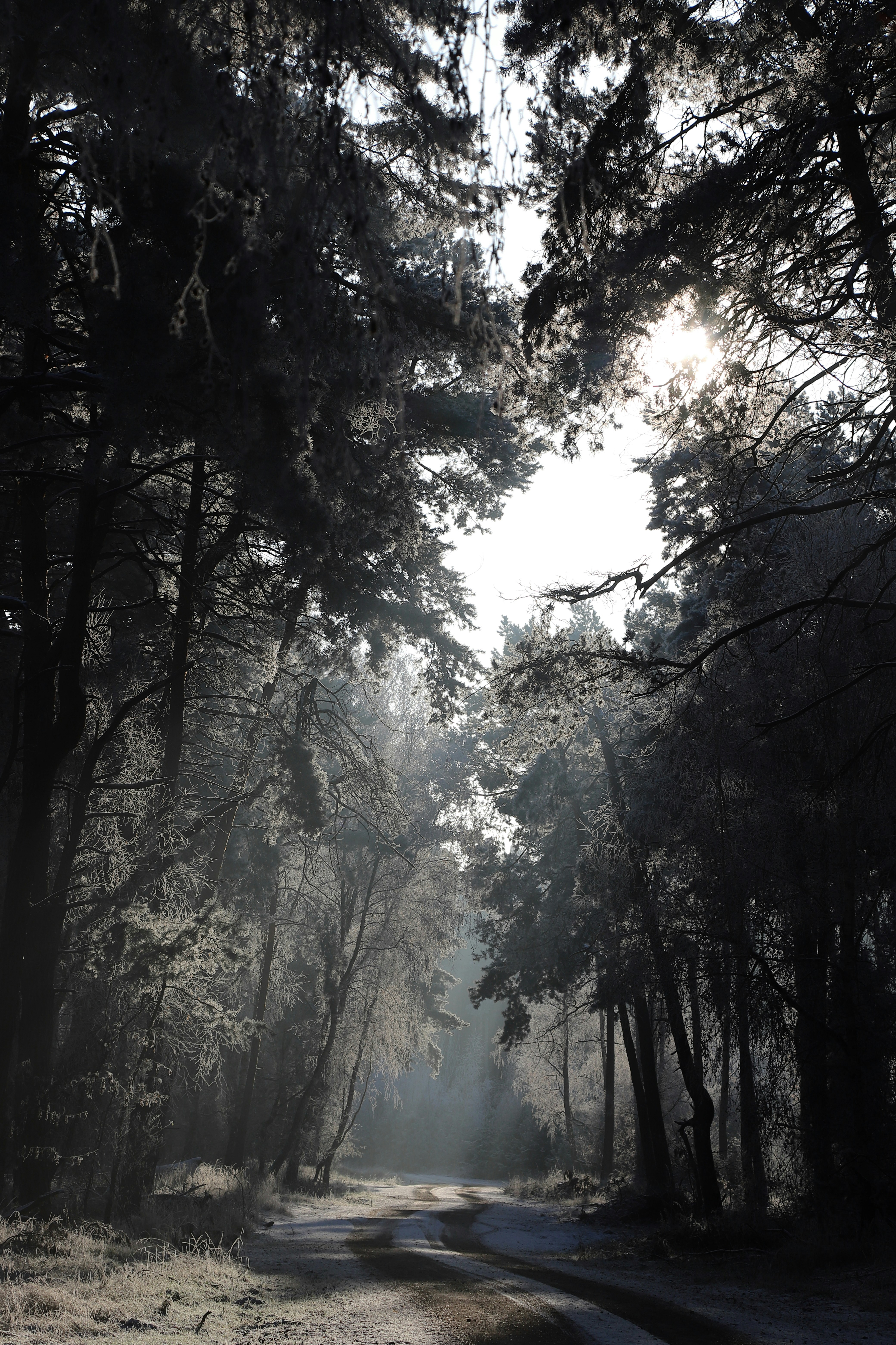 Sunlit forest path through tall pines with soft haze and beams of light breaking through the canopy.