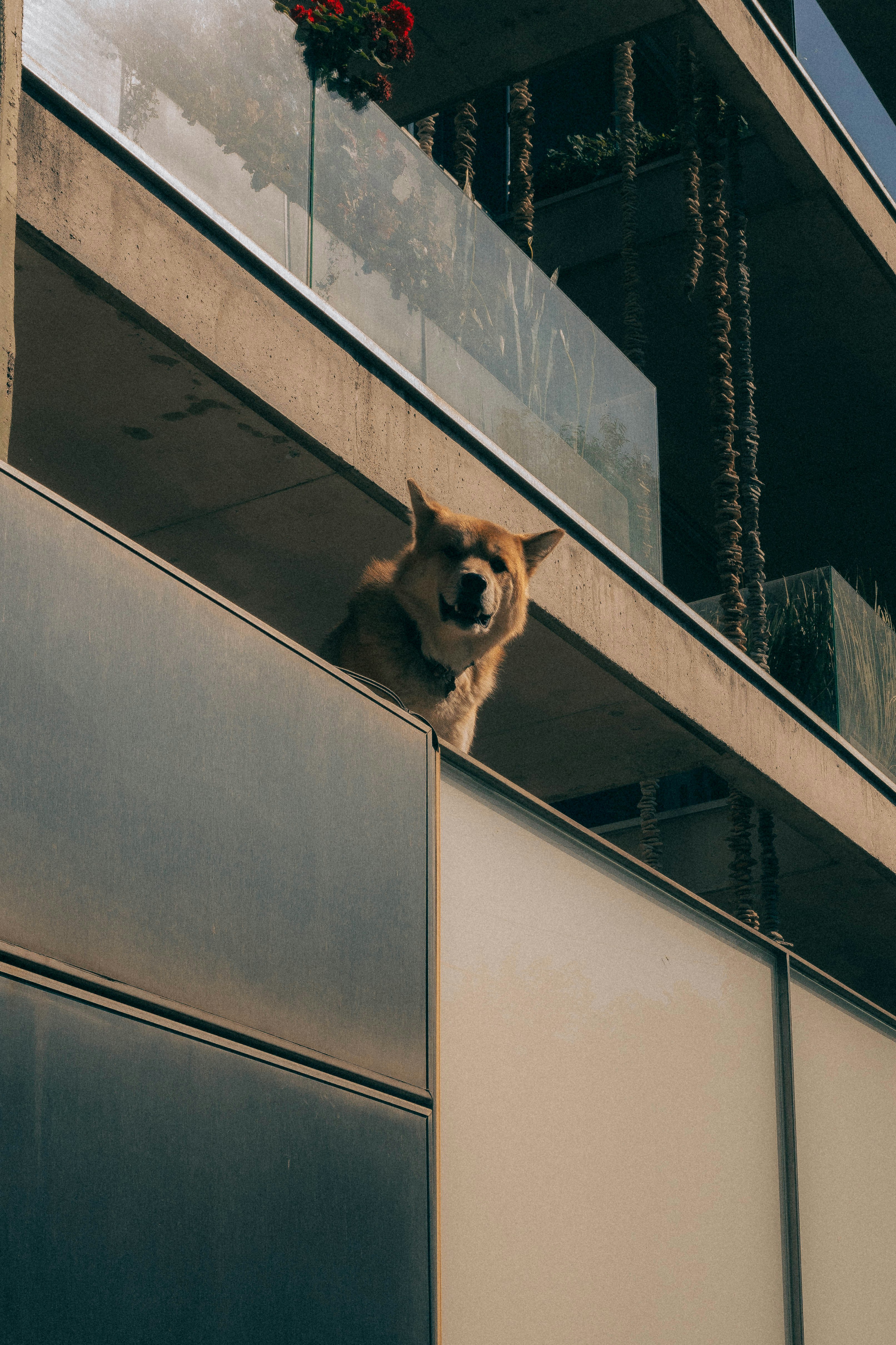 Guarded by Concrete: A Pooch Perches on a Modern Balcony Edge