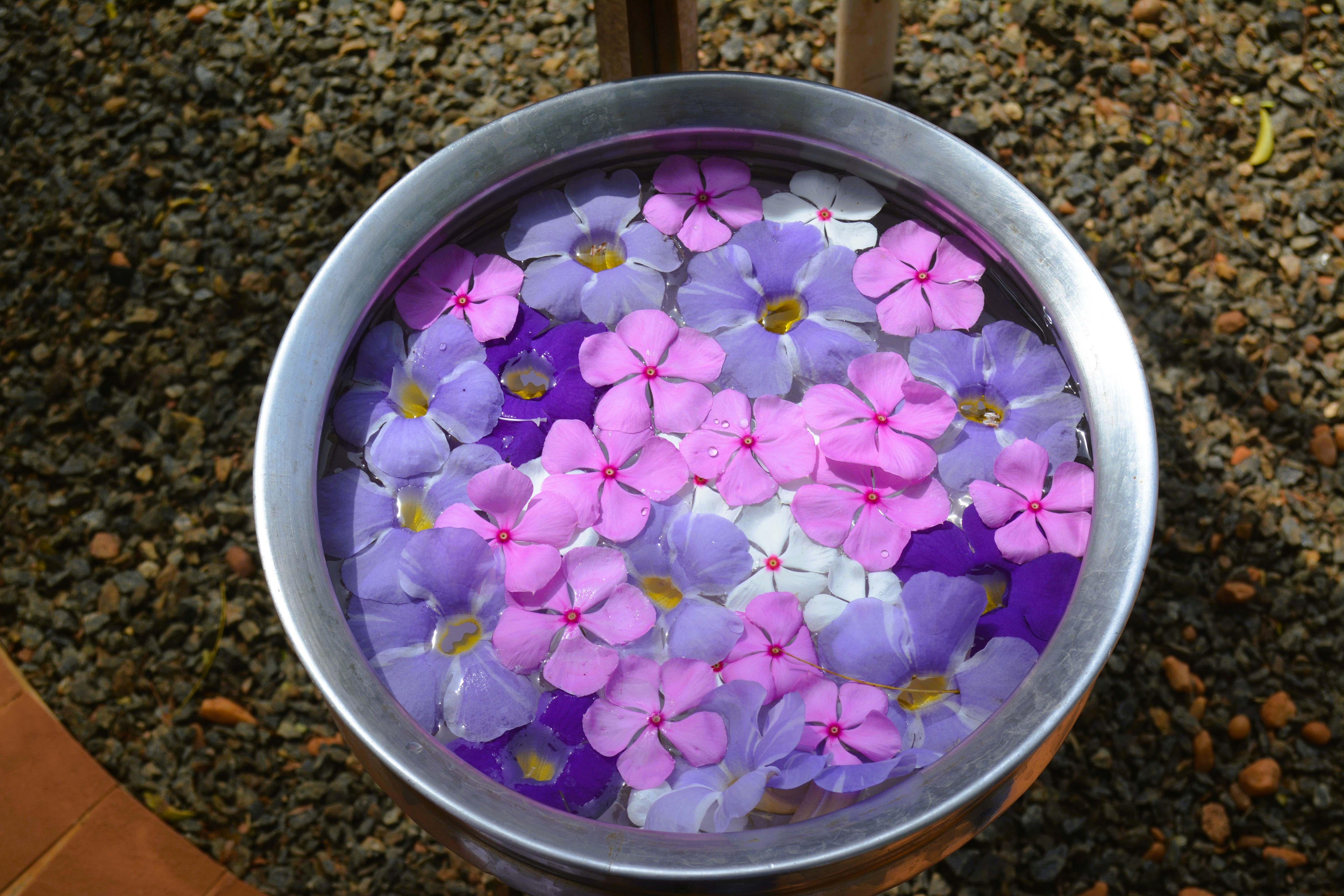 Petals in a Circular Mirror: A Calm Bowl of Violet Blooms