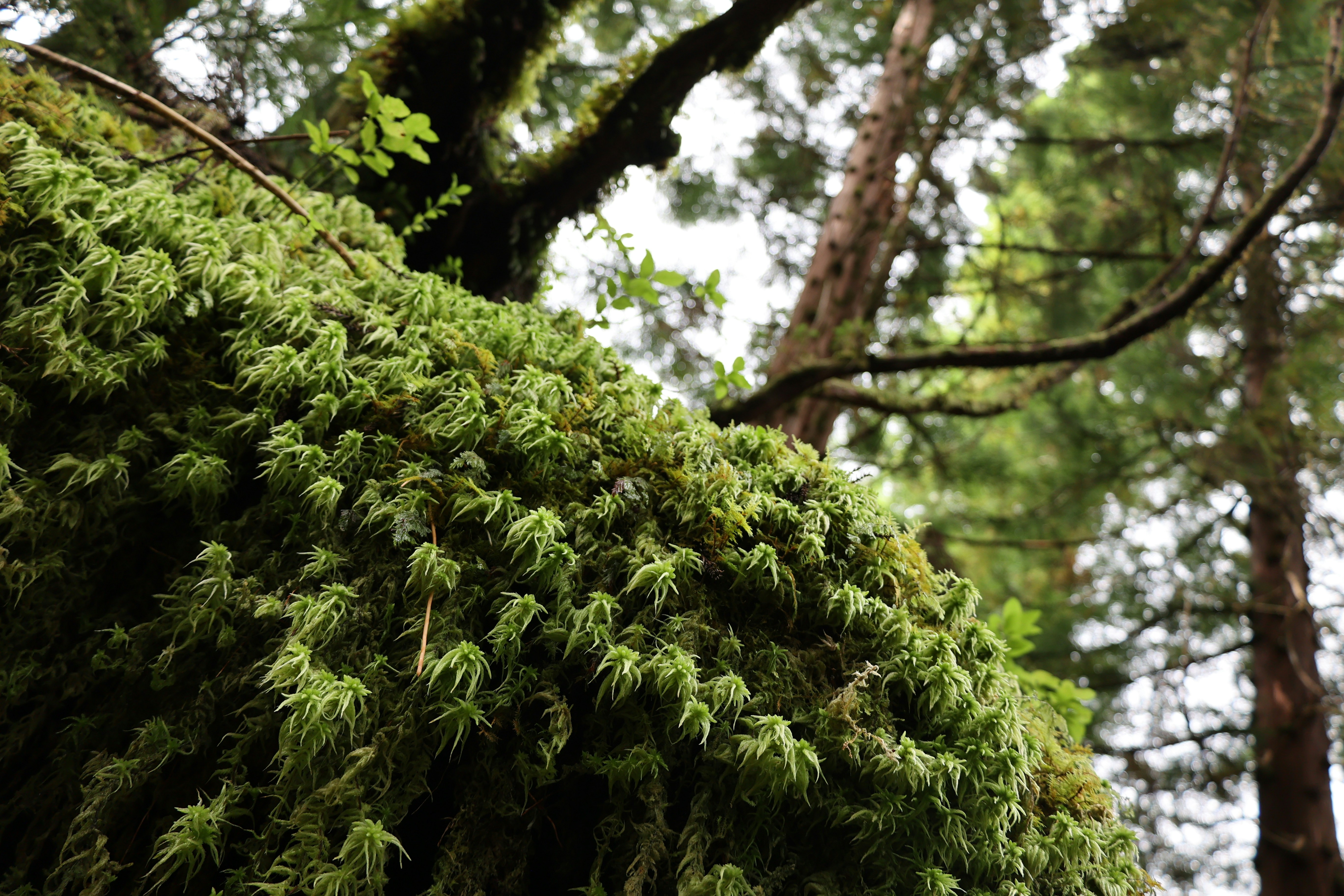 Emerald Veil: Mossy Boughs in a Quiet Forest
