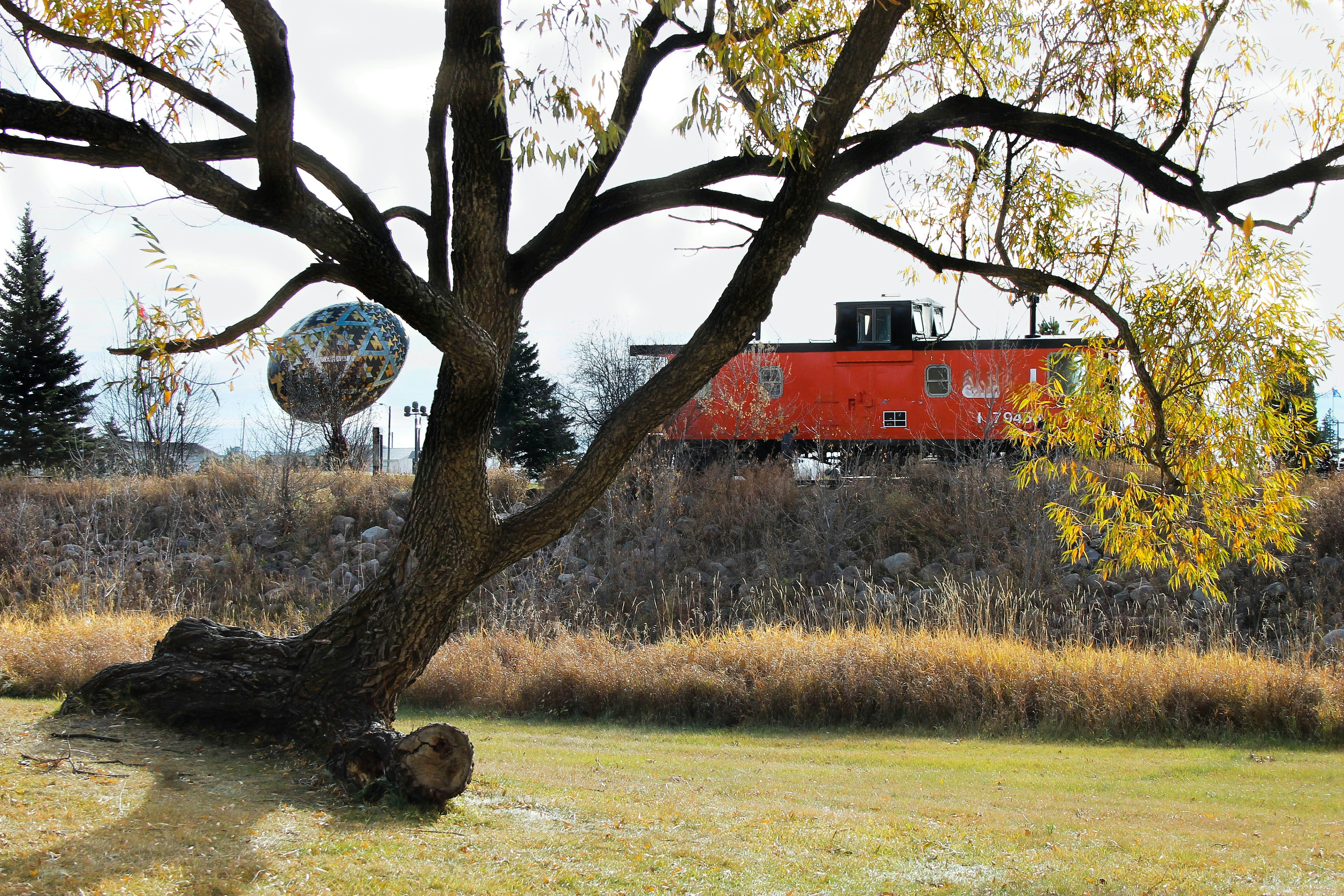 A unique autumn scene in Vegreville, Alberta, featuring Canada's famous giant Ukrainian Easter Egg rising behind a classic red caboose. Framed by the sweeping branches of an old tree with golden fall leaves, this photograph captures the rich heritage, railway history, and prairie charm of one of Alberta's most recognizable landmarks.