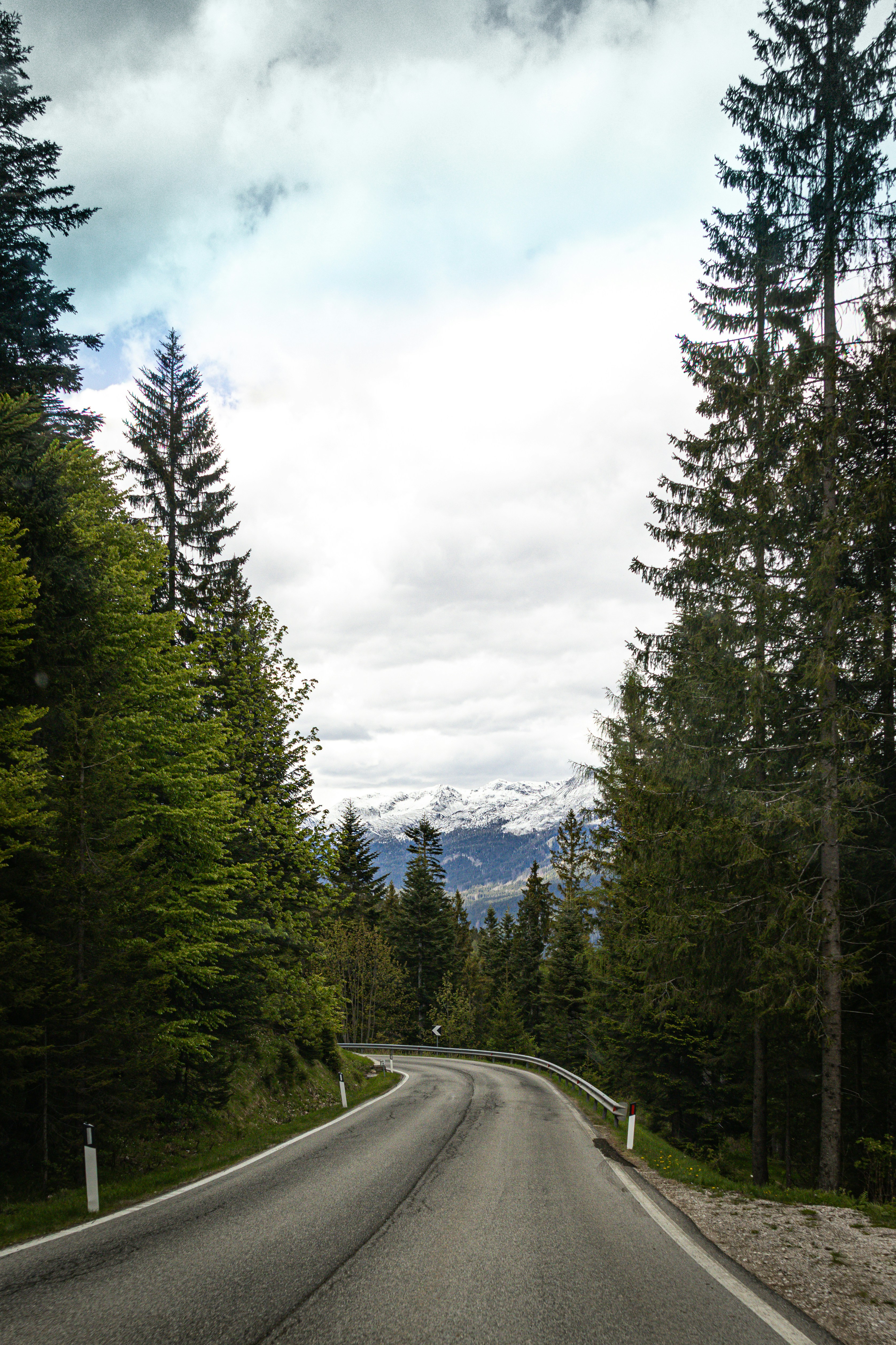 Mountain Curve: A Serpentine Road Through Pines Toward Snow-Capped Peaks