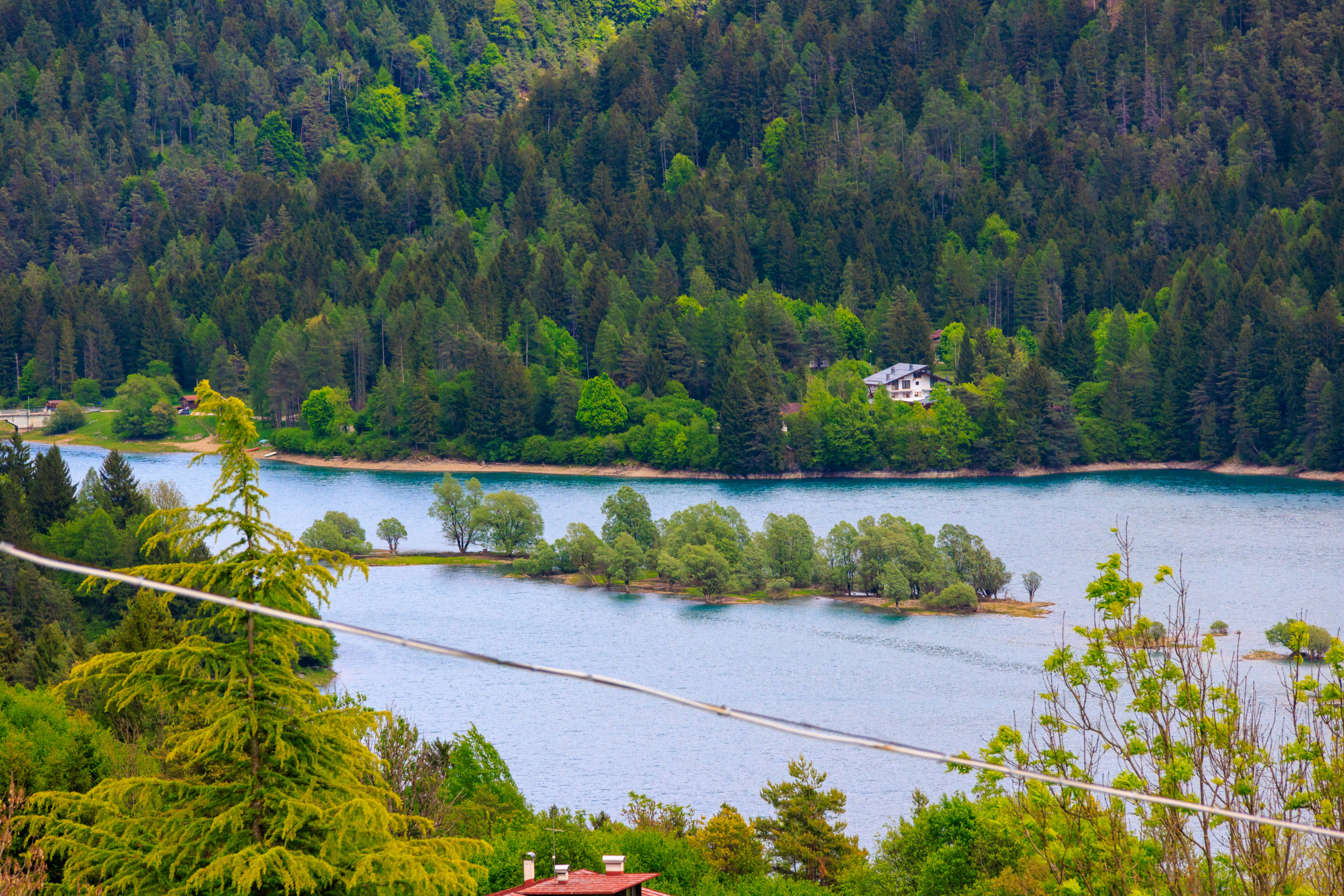 Lakeside Roadside: A Quiet Slice of Forest and Water