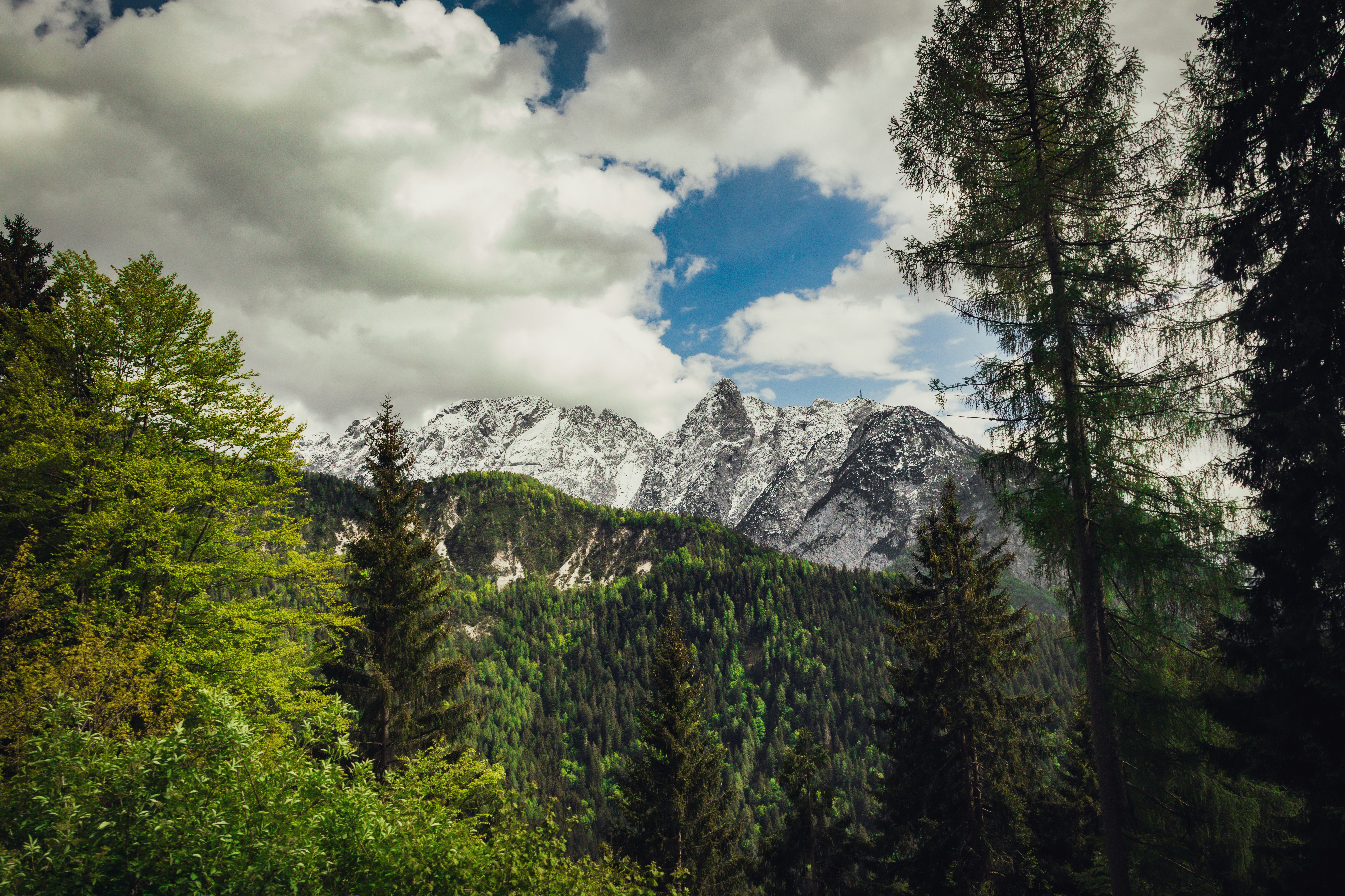 Snow-tipped Peaks Framed by Pine
