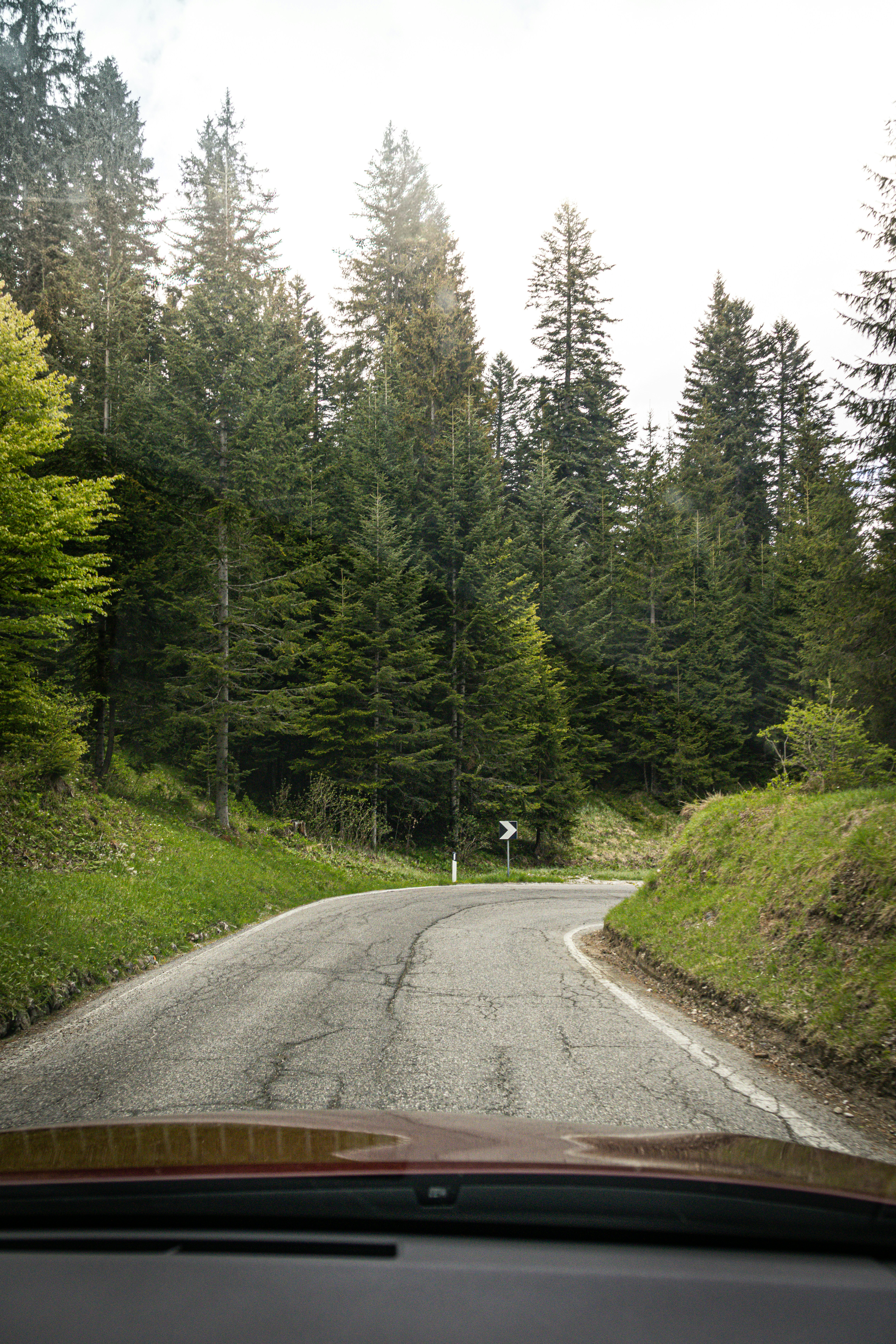 Winding Forest Road Beneath Towering Pines