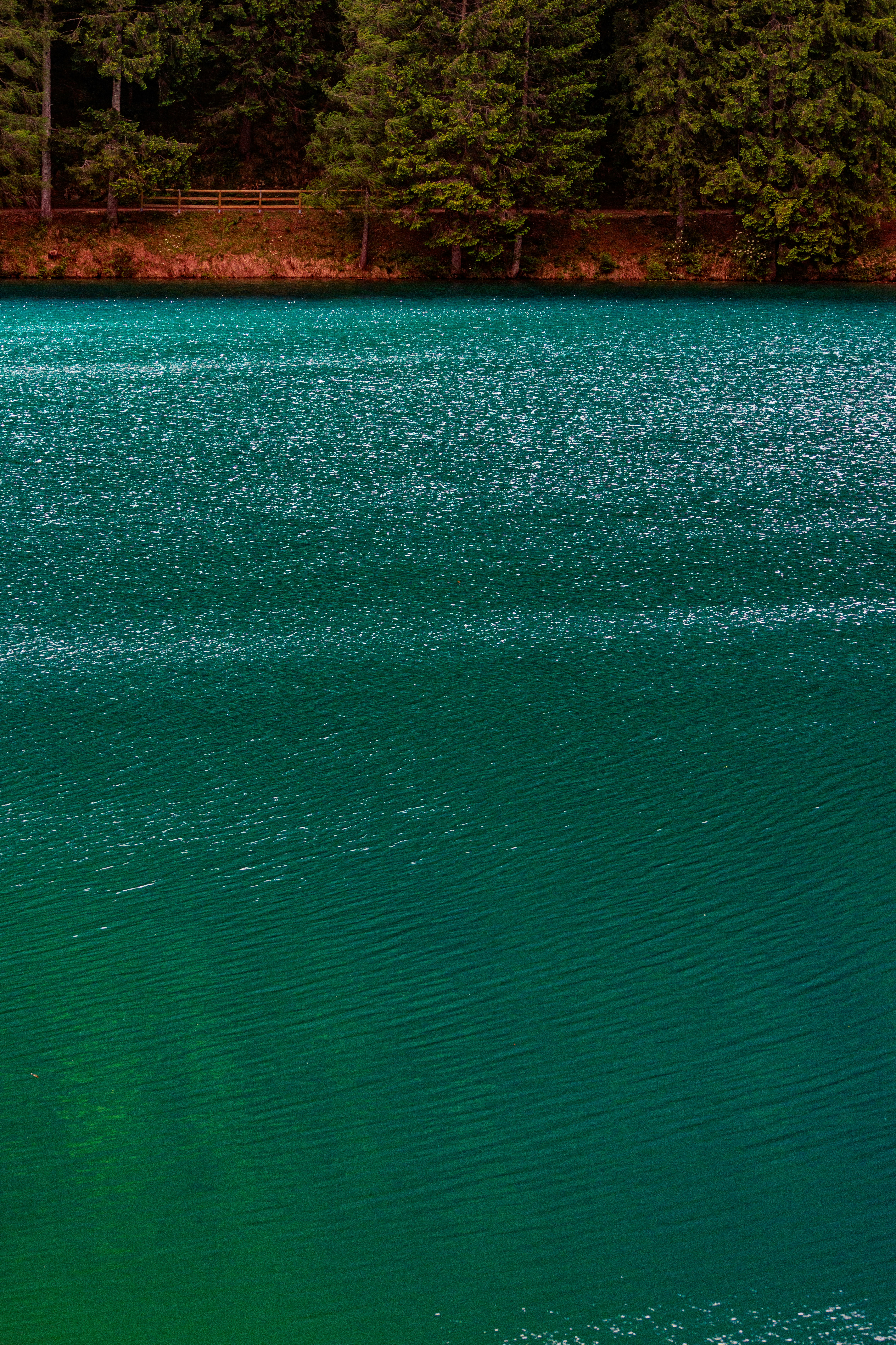 Emerald Lake Edge: Trees, Water, and a Quiet Shoreline
