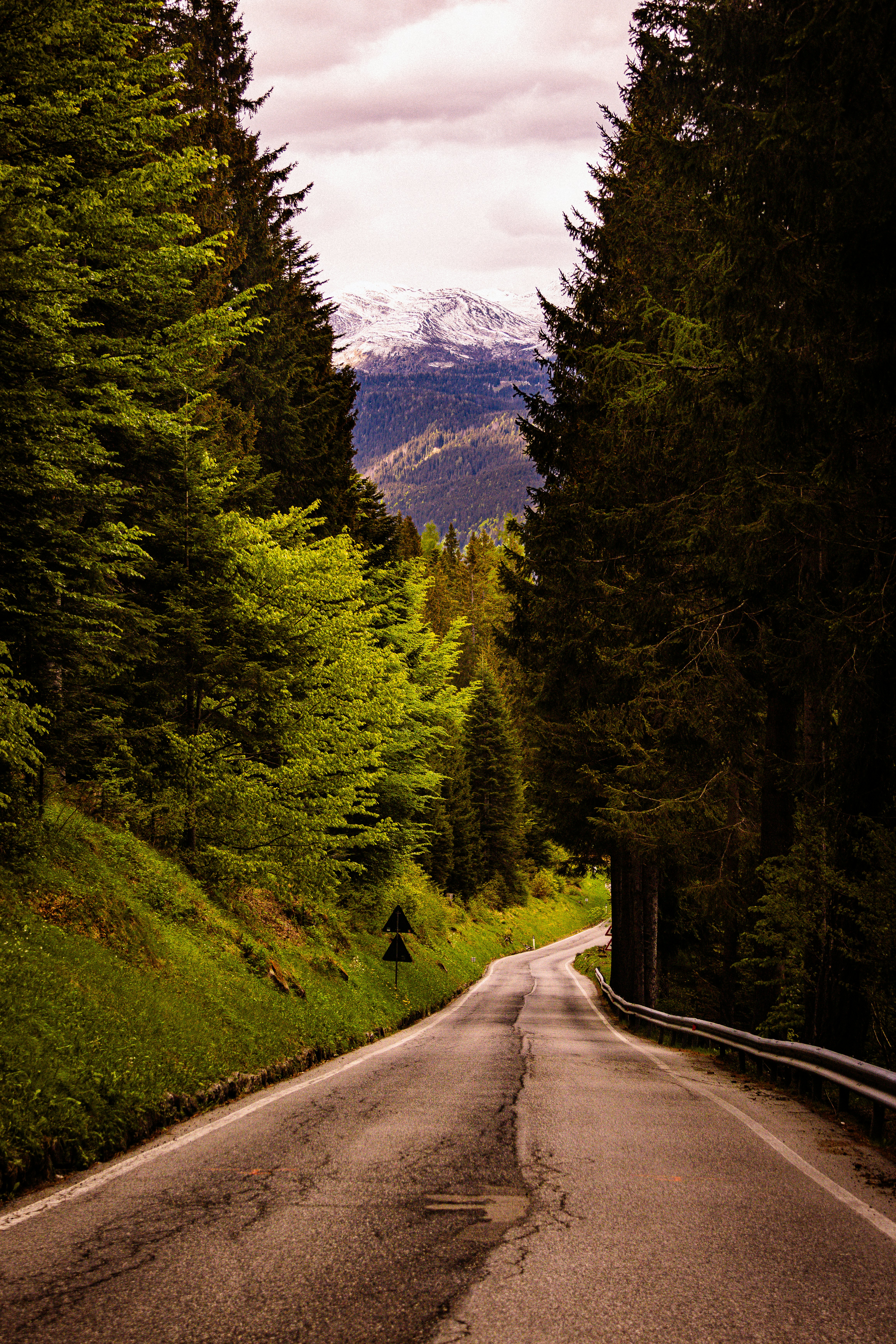 Snow-capped peak framed by mossy pines on a winding forest road