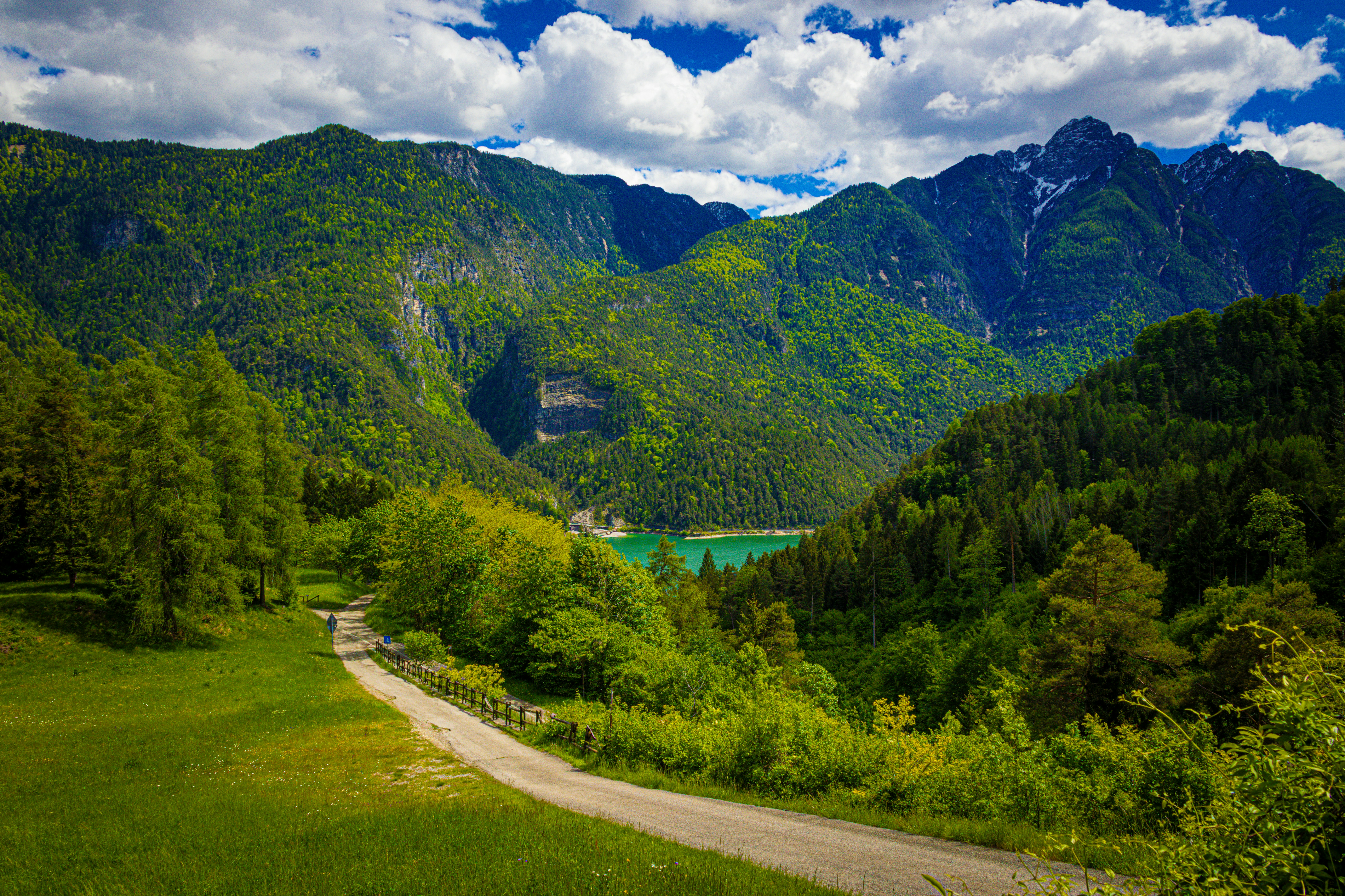 Emerald Valley Trail Under Alpine Canopy