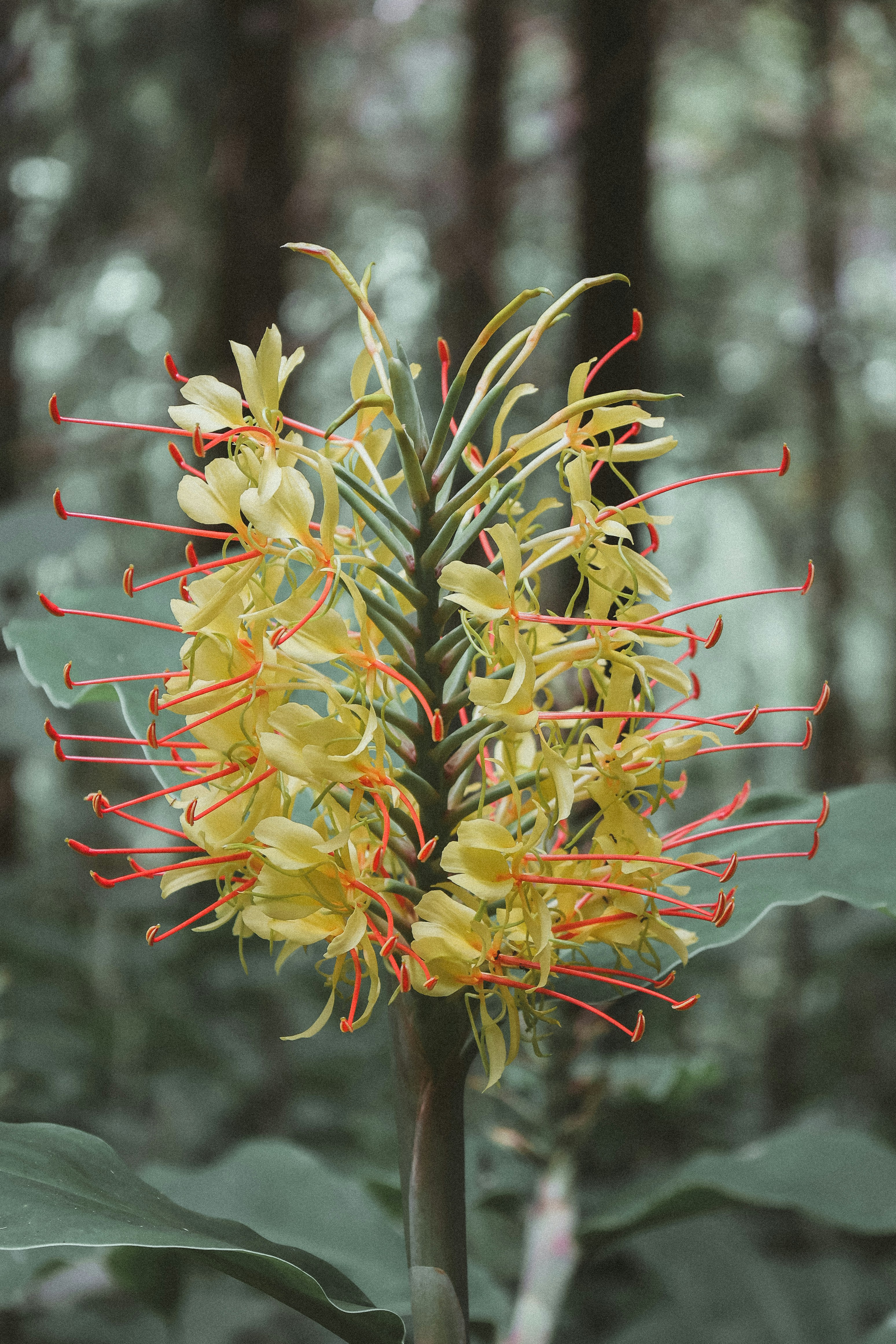 Neon-yellow flower spike with vivid red-tipped filaments rising from a woody stalk