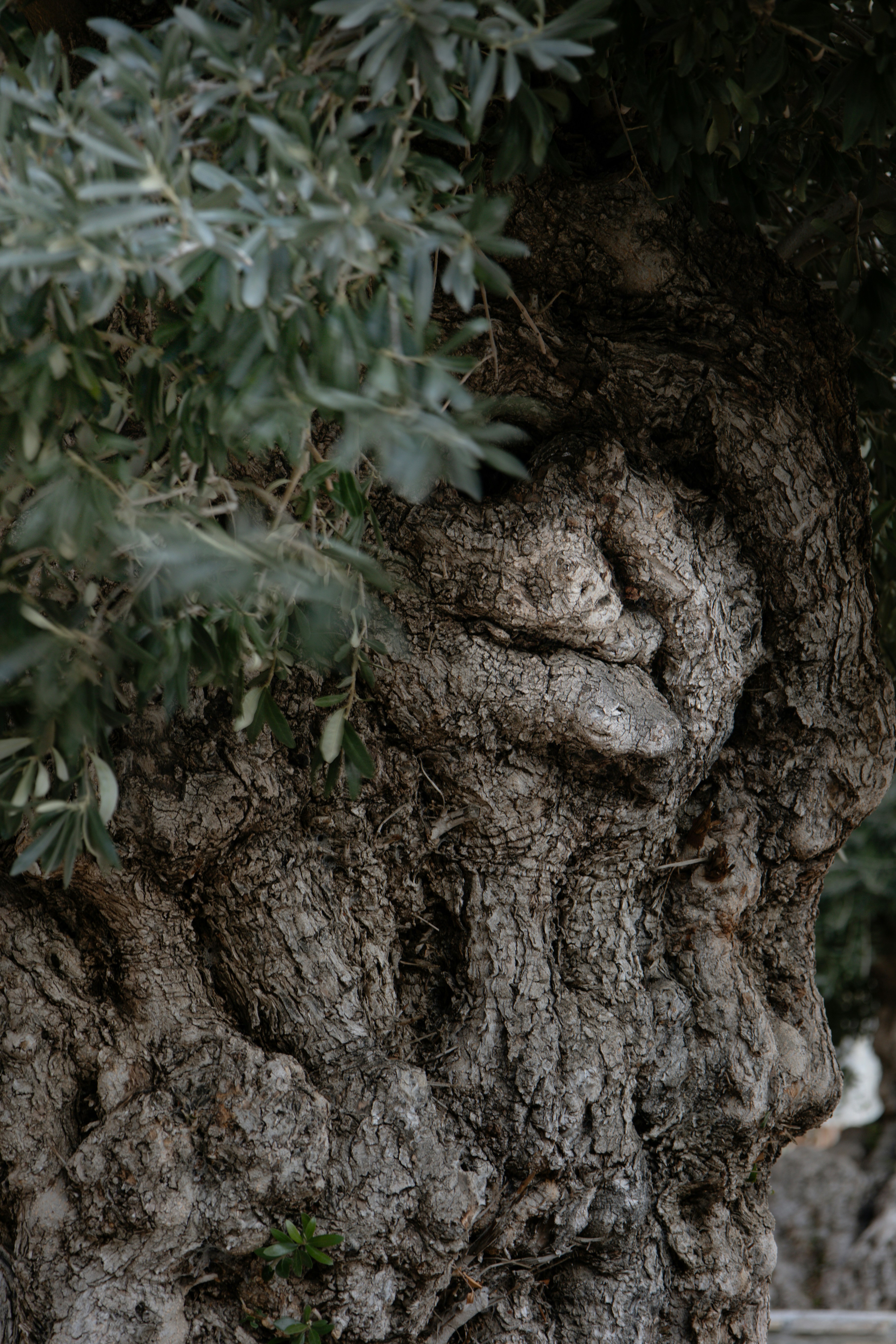 Ancient Bark: The Texture of Time