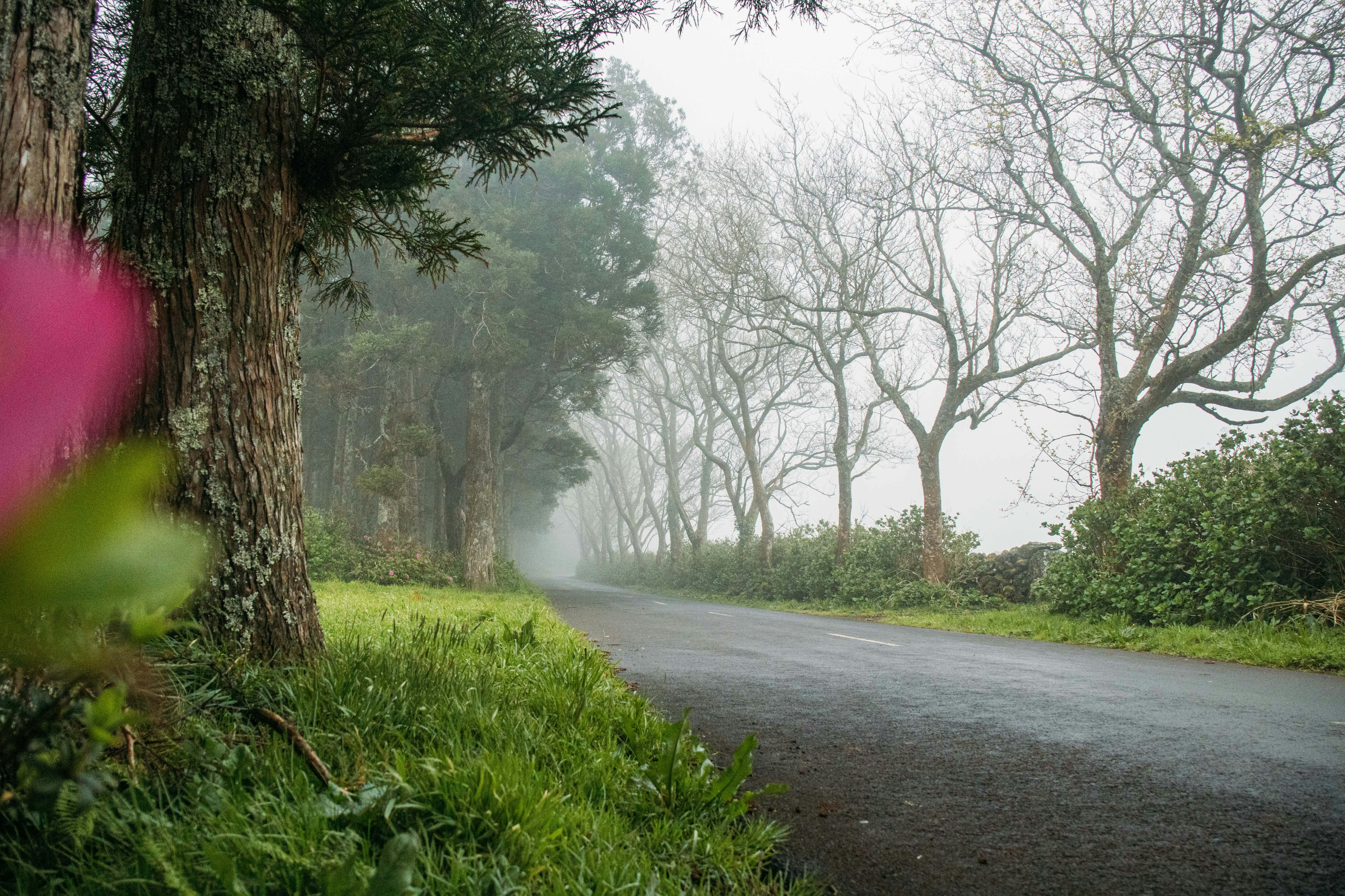 Misty Rural Lane: Quiet Line of Trees Vanishing into Fog