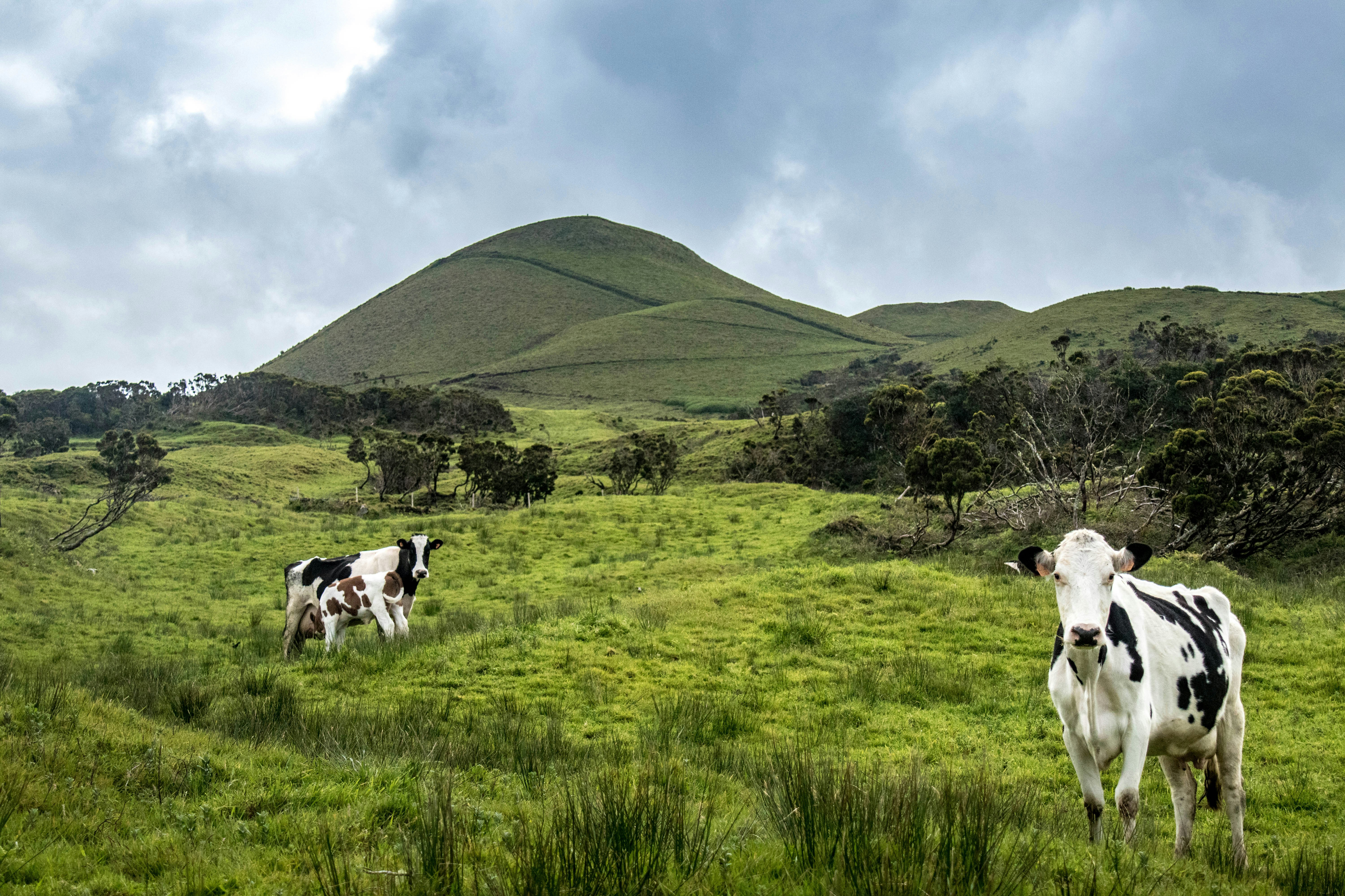 Pasture Guardians at the Rolling Hills