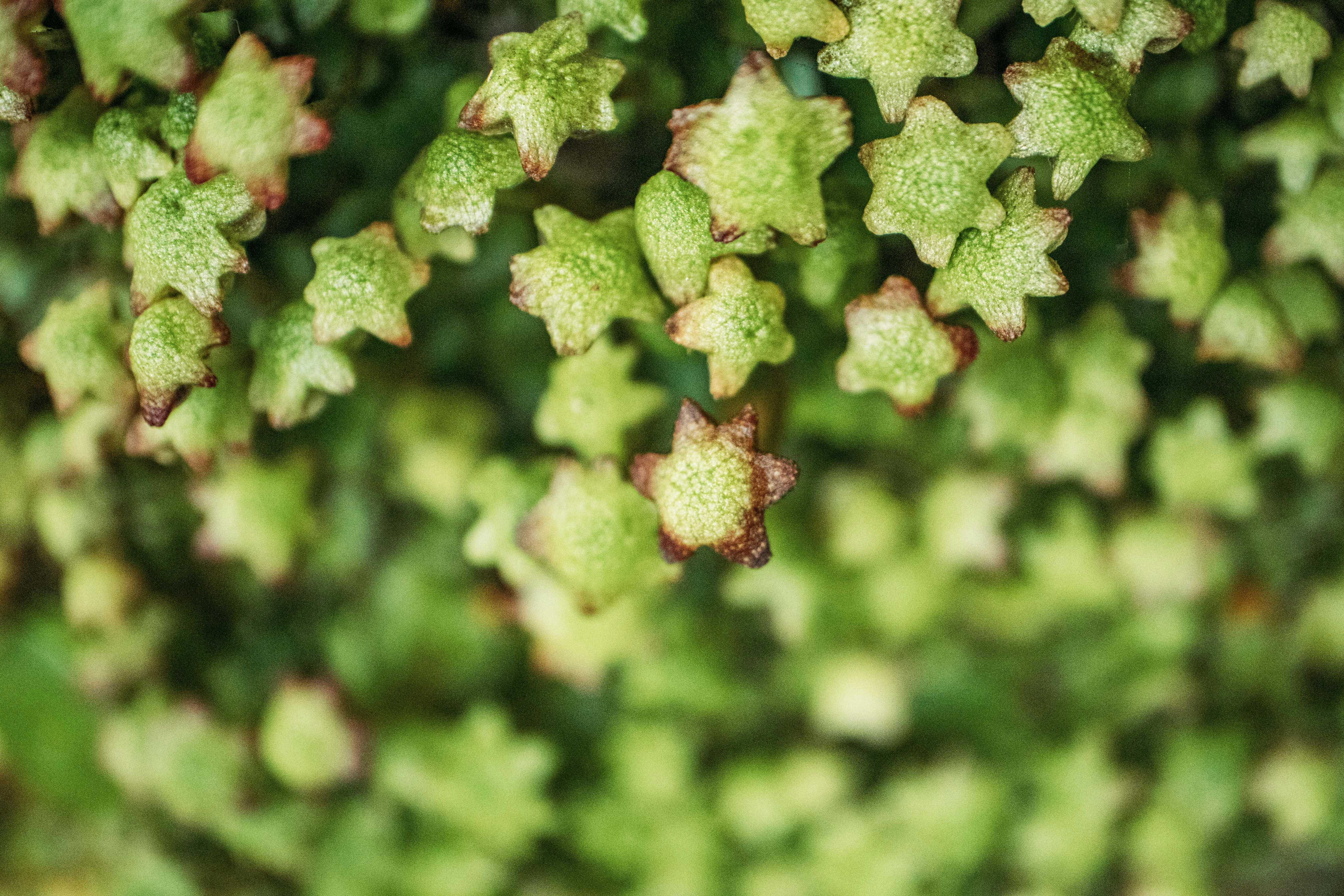 Close-up of numerous small, star-shaped ivy leaves in varying green tones, forming a dense, textured carpet with subtle brown edges. Grounded focus on the leaf tips and surface texture, conveying a sense of natural pattern.