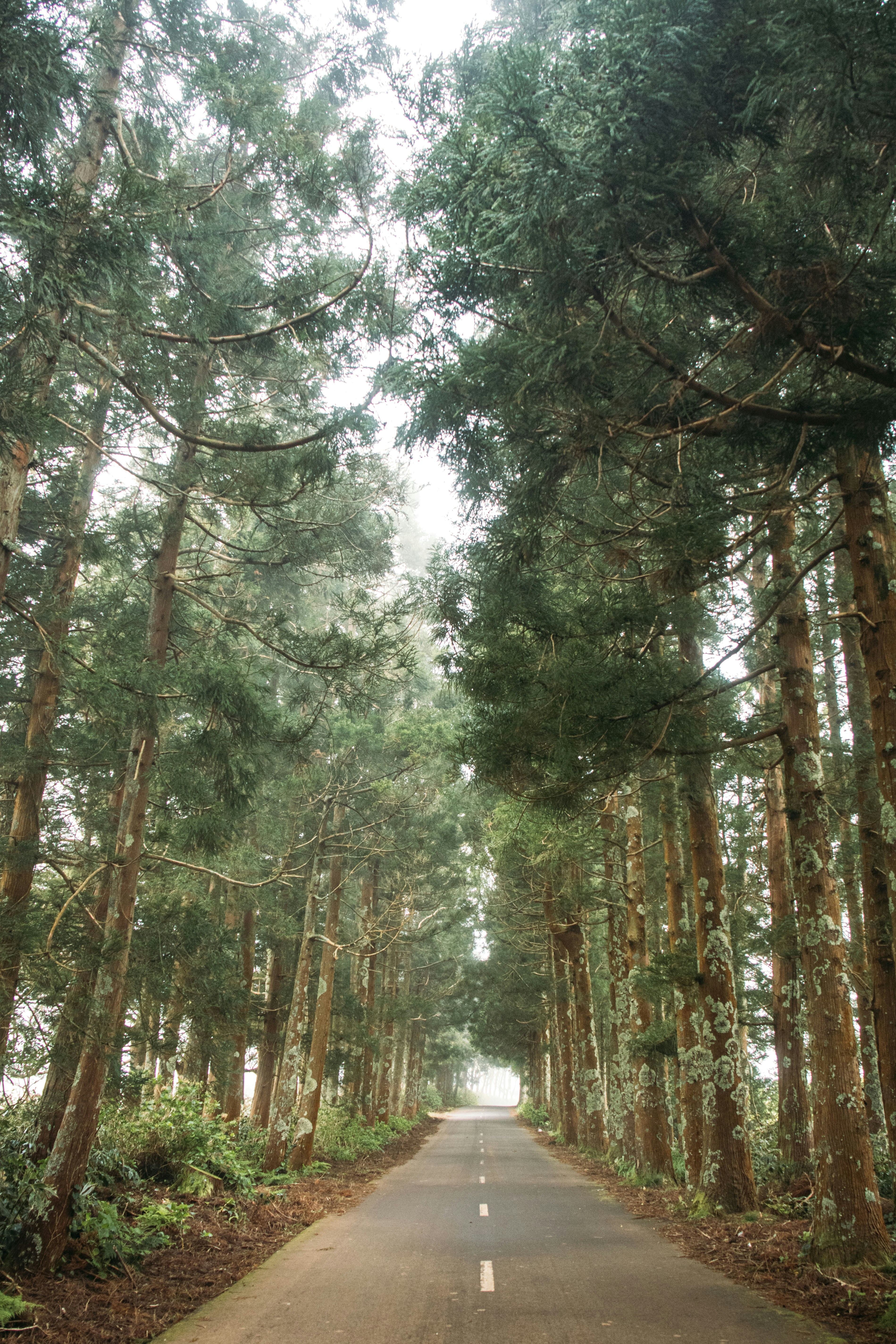 A Quiet Linden Avenue: A Tree-Canopied Road to Light