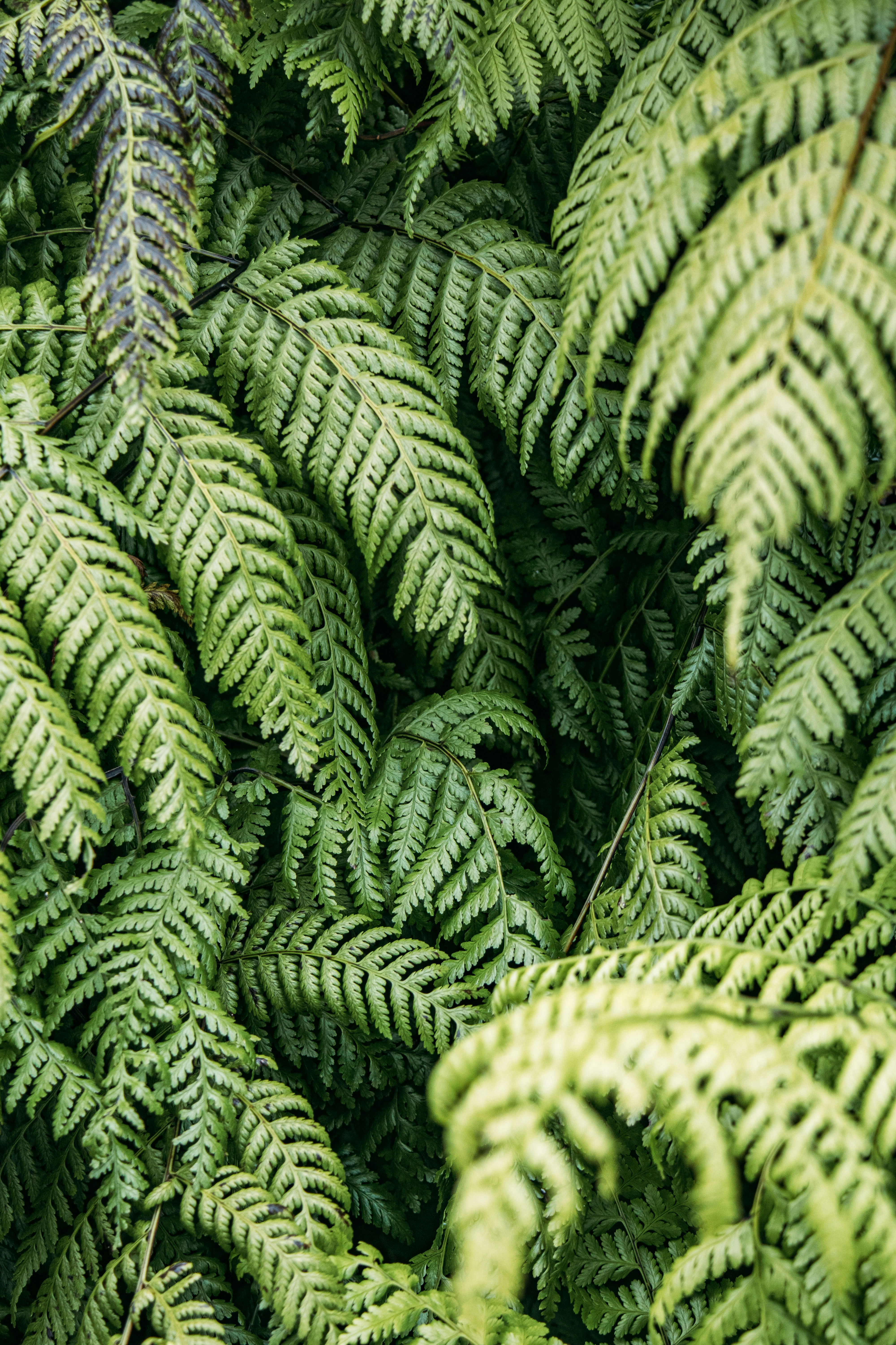 Emerald Fern Canopy: Close-Range Microcosm of Fronds