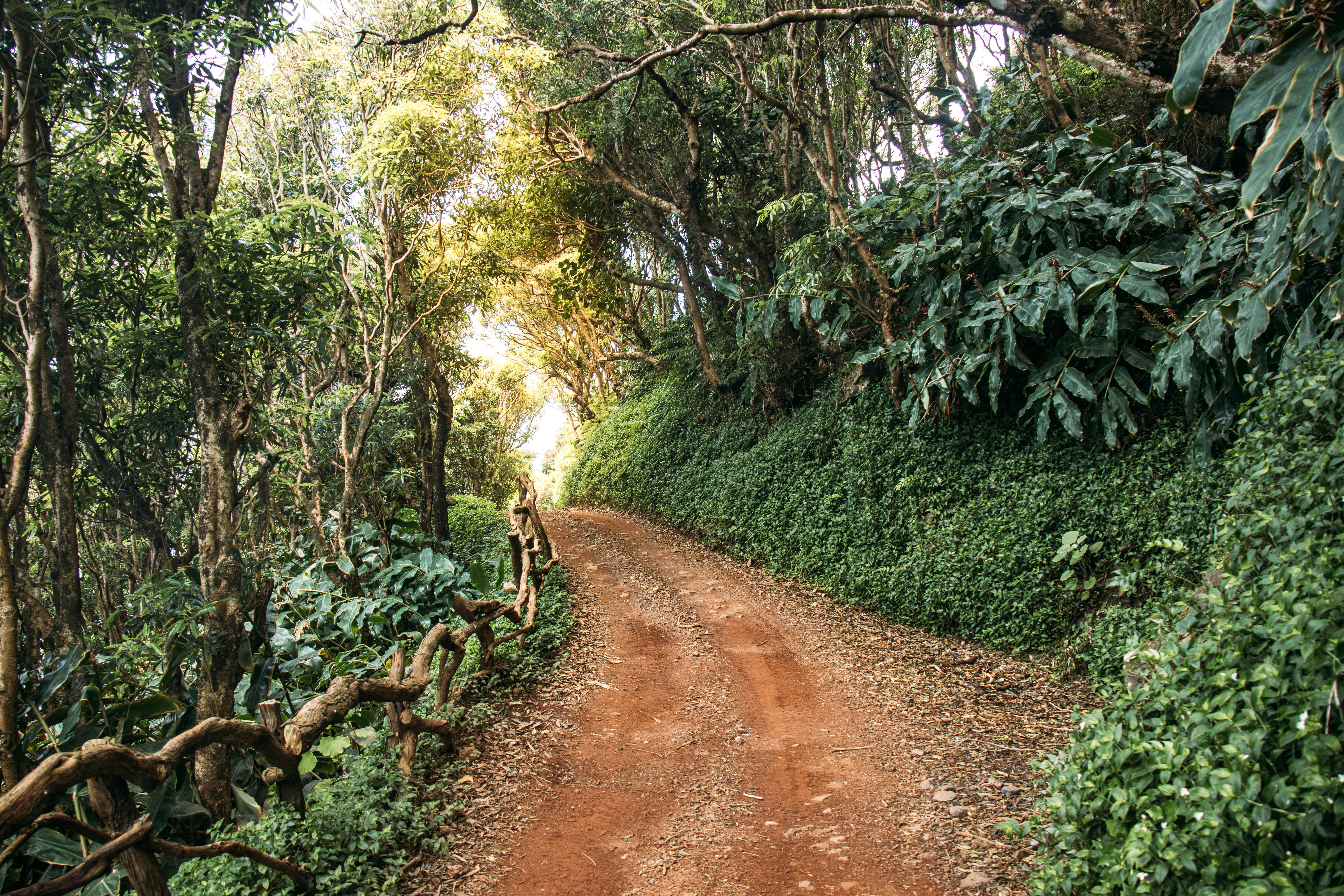 Rugged Forest Path Bends Toward a Dappled Light Corridor