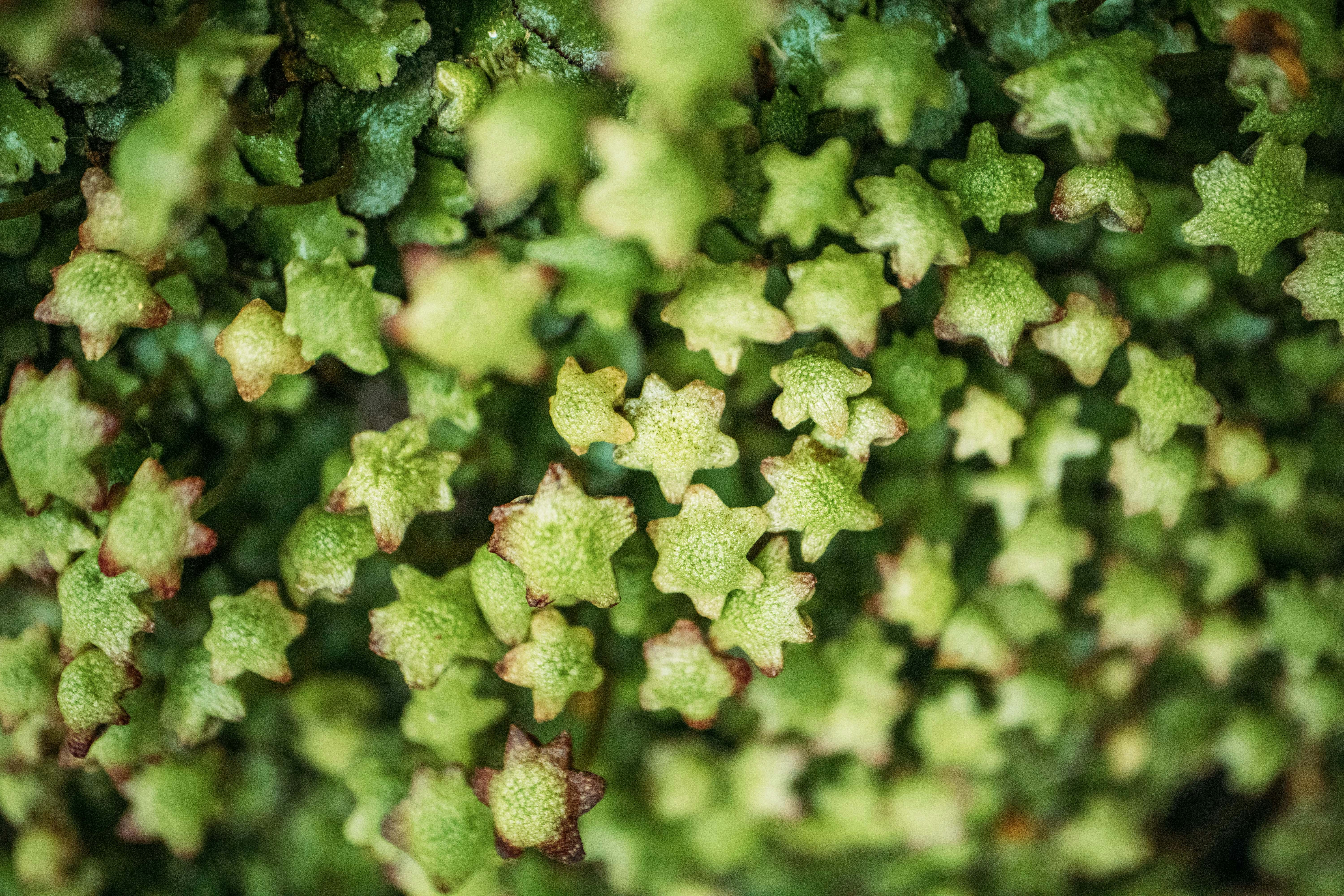 Close-up of Ivy Leaves: Verdant, Textured Macro Mosaic