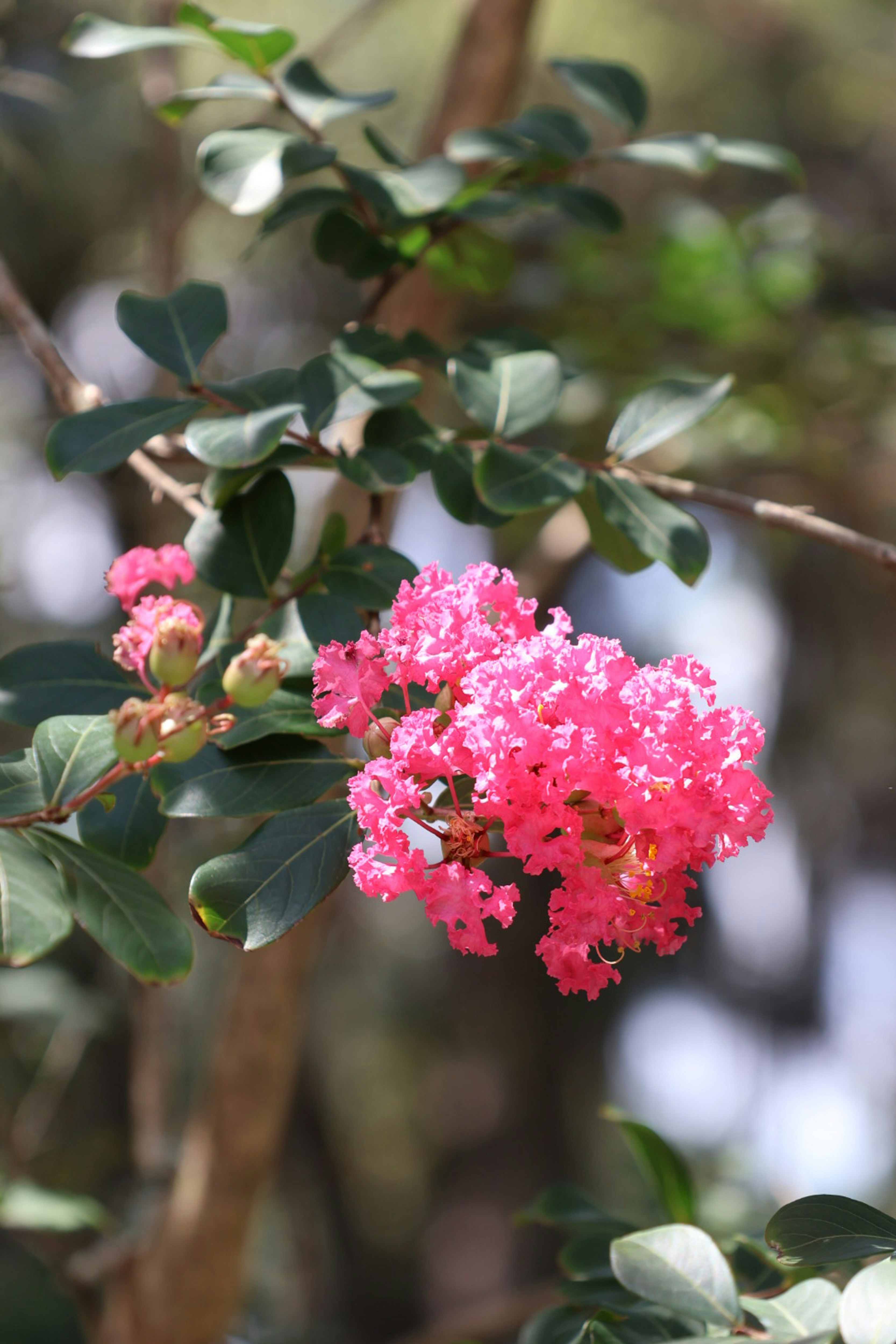 Crimson Curls: A Close-Up Bloom of Vibrant Pink Crepe-Like Textures