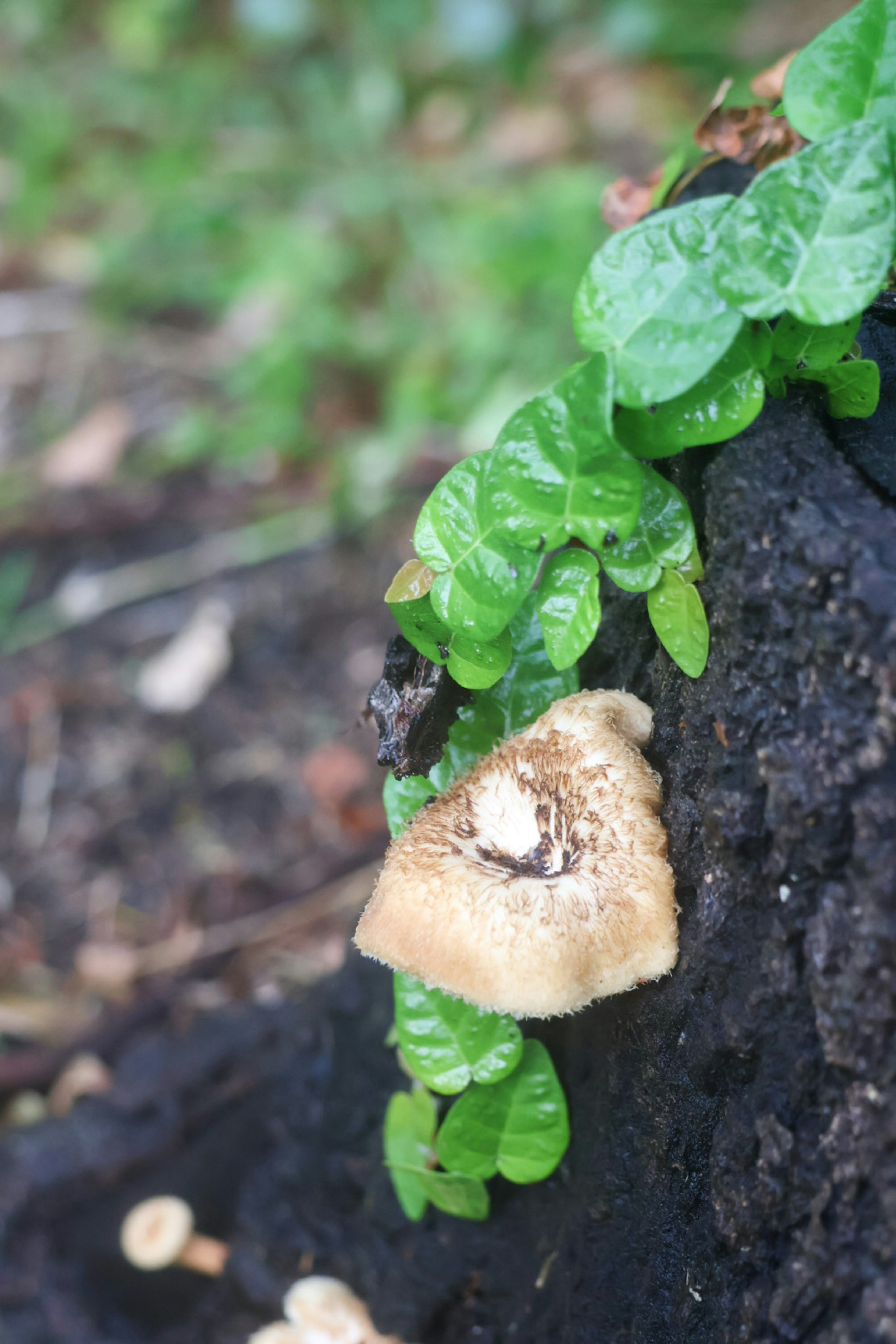 Fungal Spotlight on Moss-Covered Log