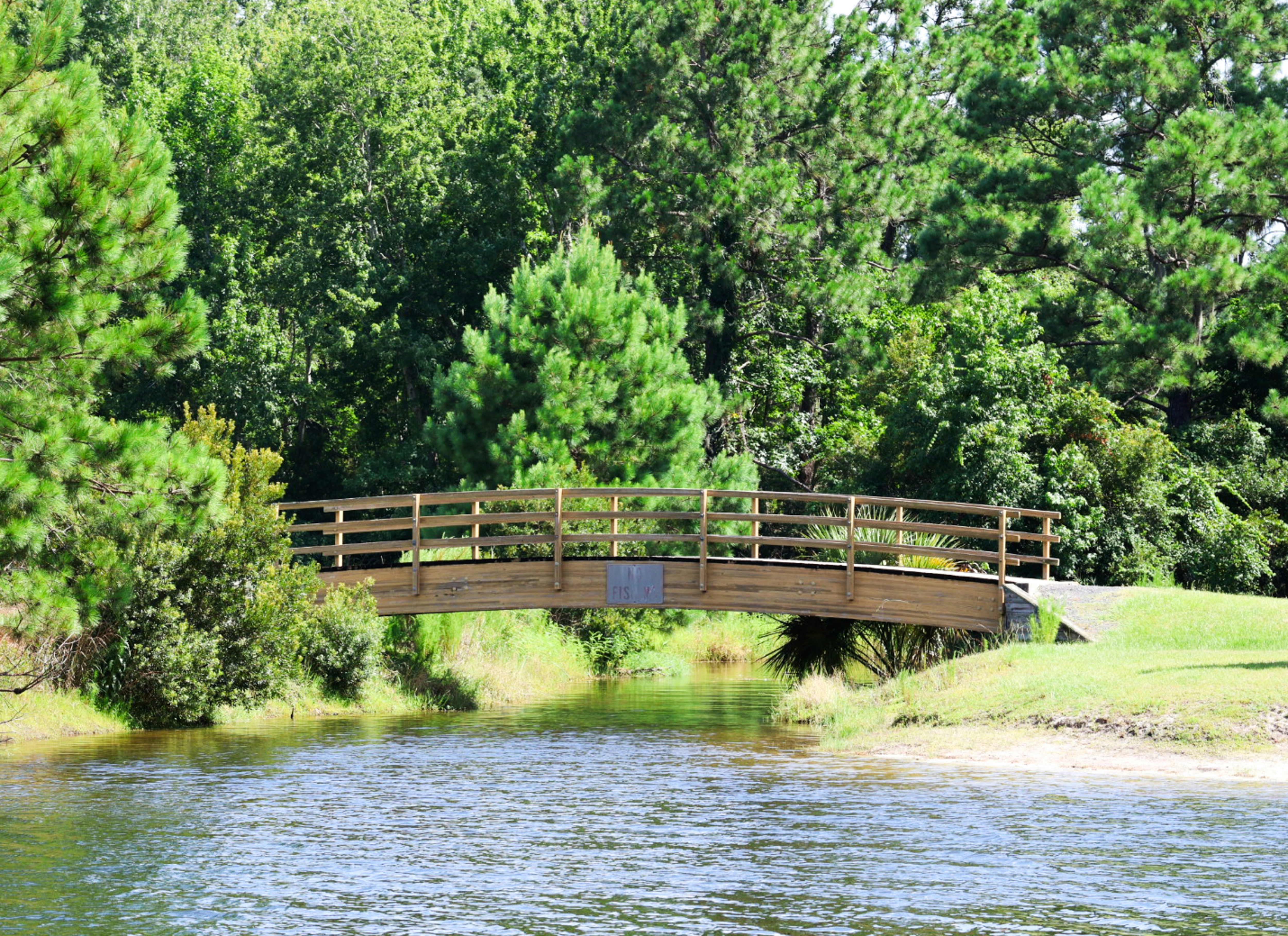 Bridge Over Quiet Water: Sunlit Pines and Calm Reflections