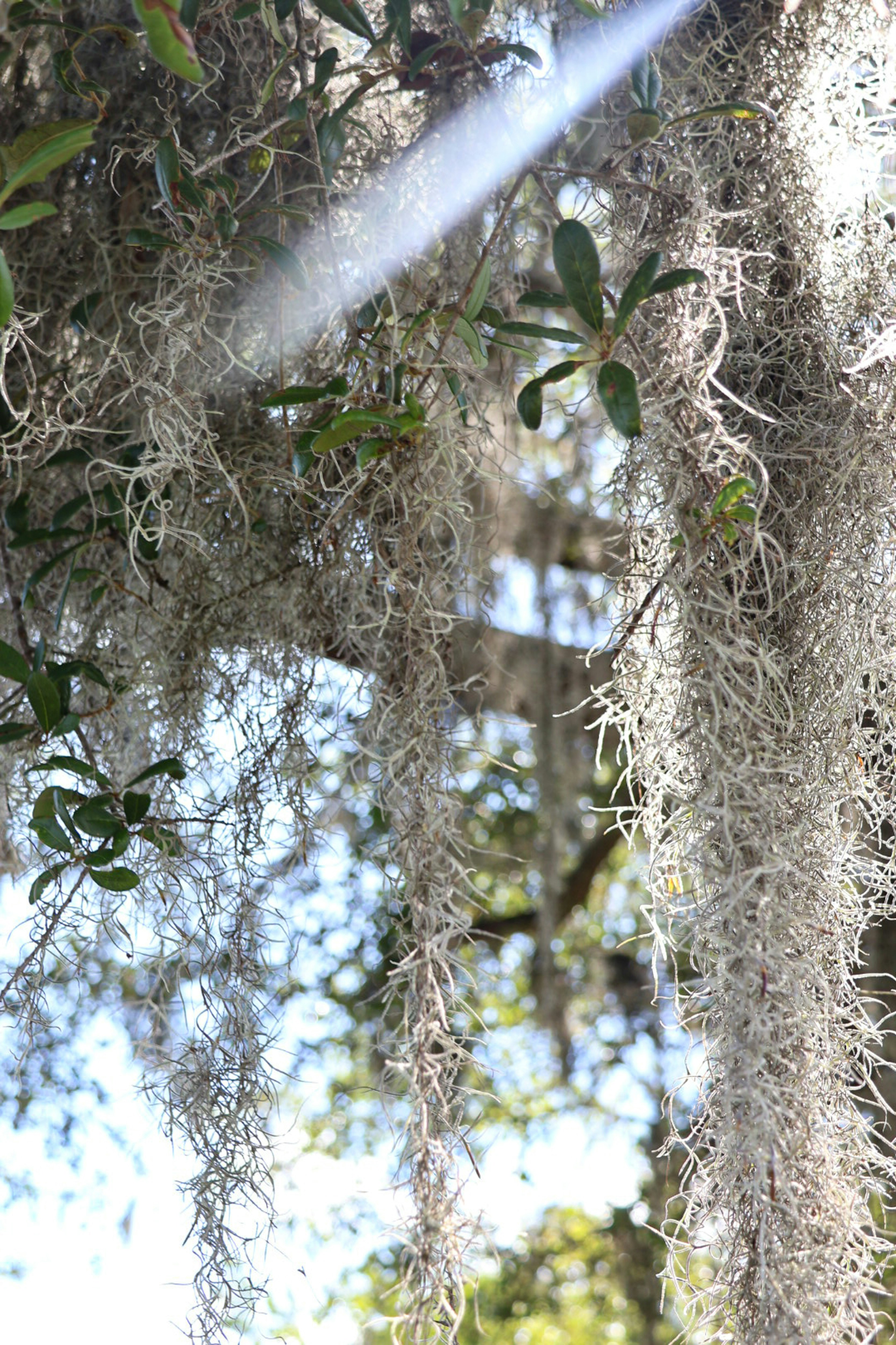 Sunlit Spanish Moss Cascade Framed by Leafy Veil