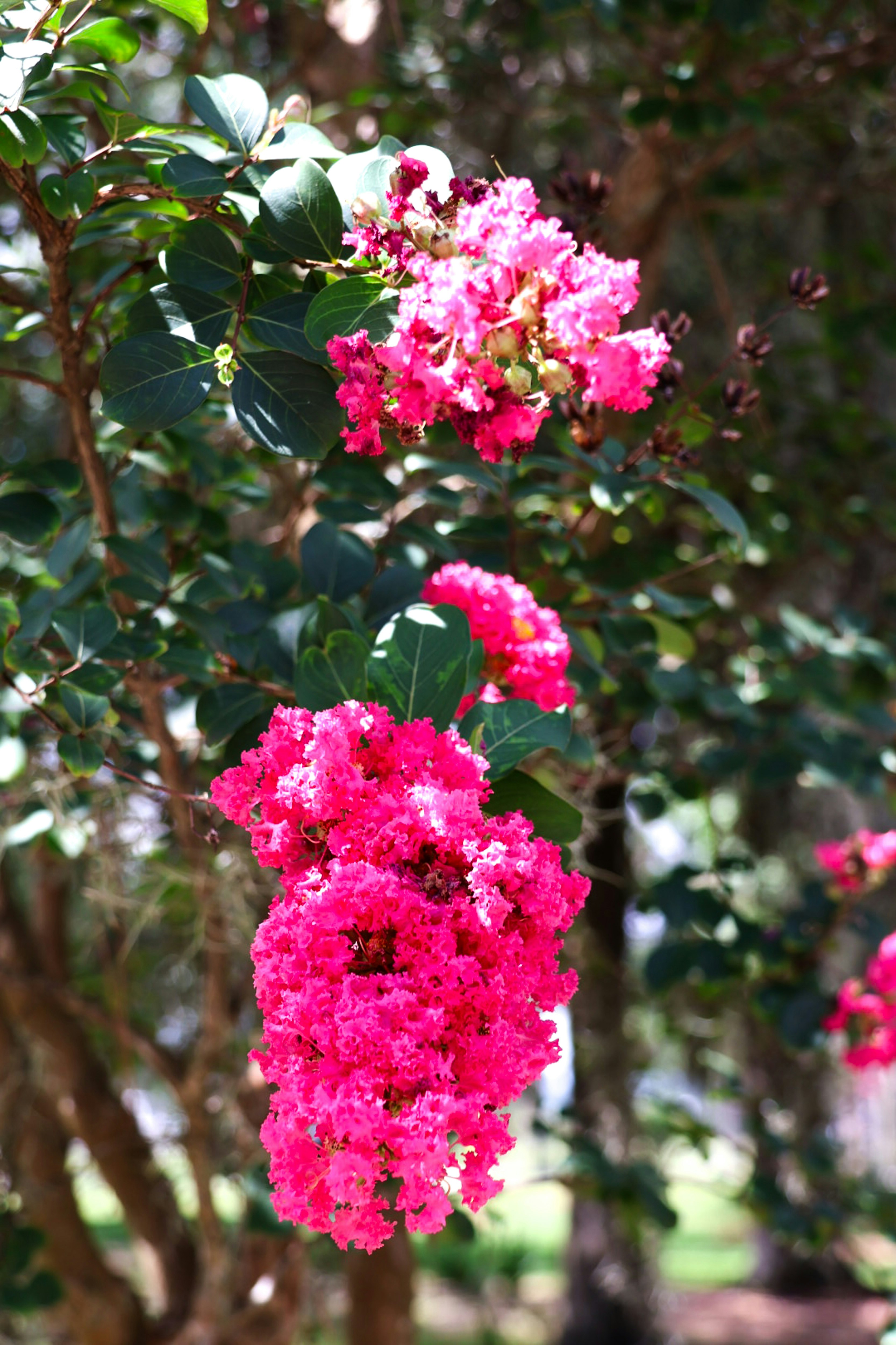 Vibrant Magenta Blooms Anchored in Leafy Backdrop