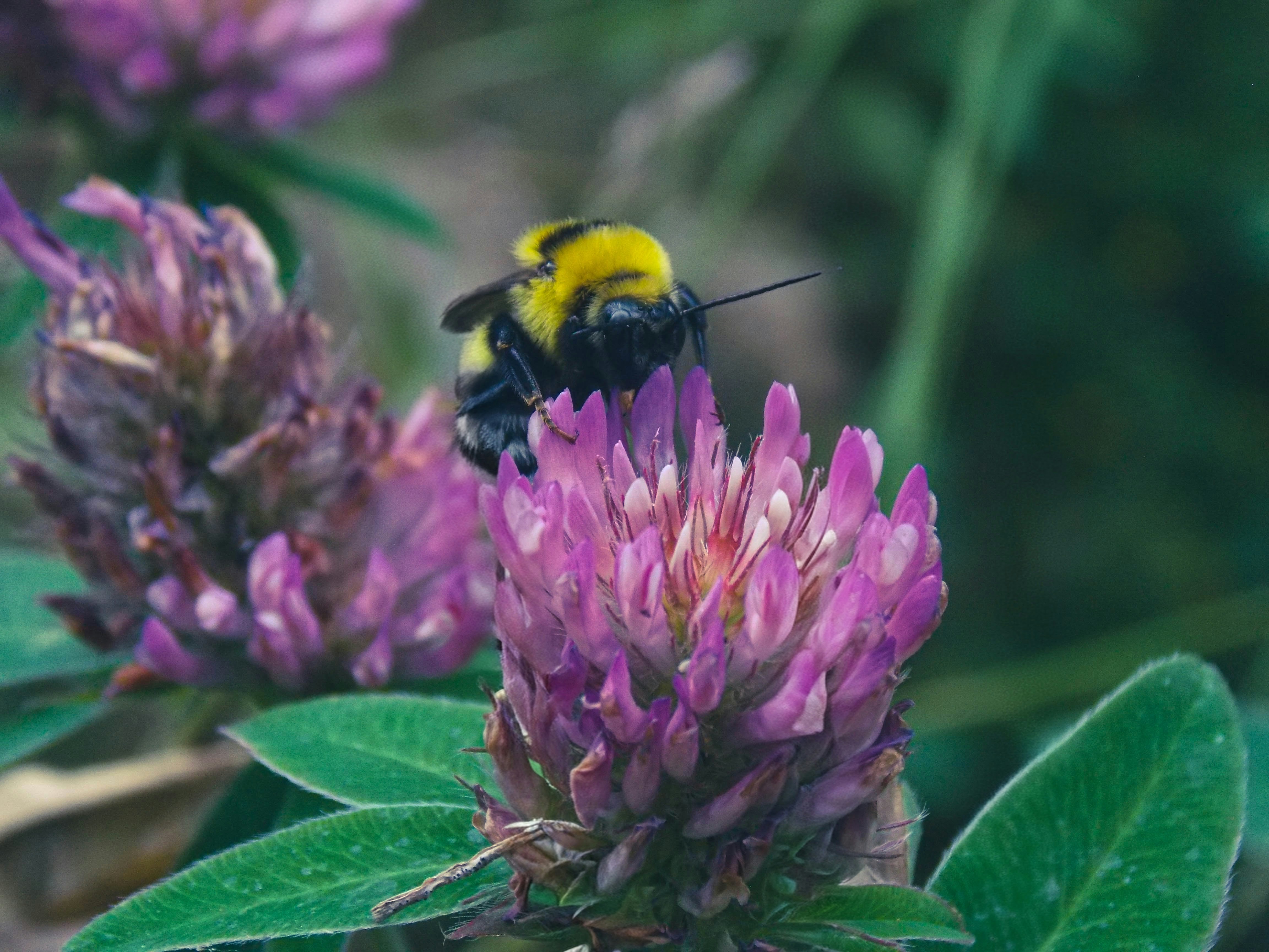 Bumblebee on a Magenta Headress