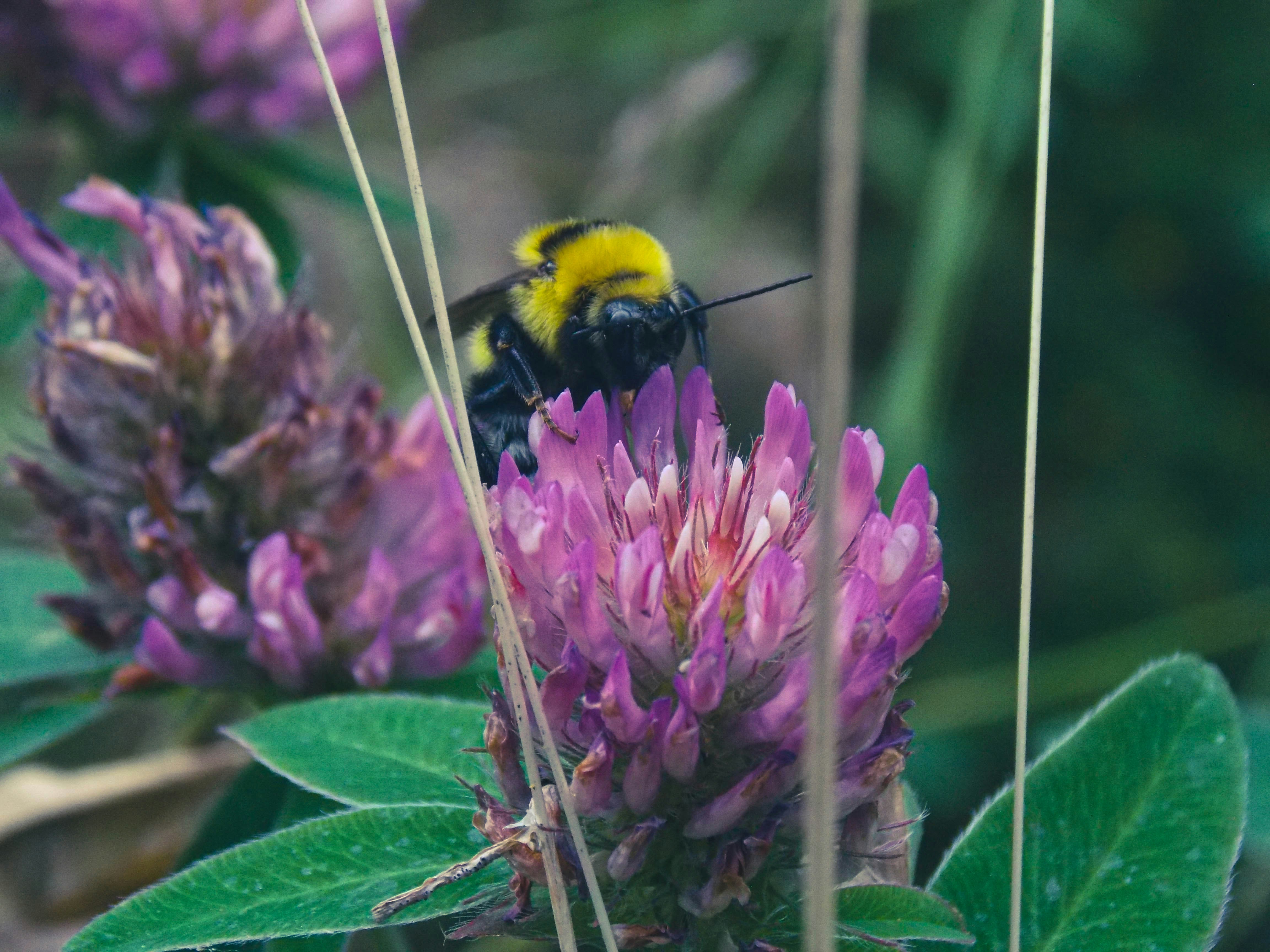 Hovering Bumblebee over a Violet Bloom