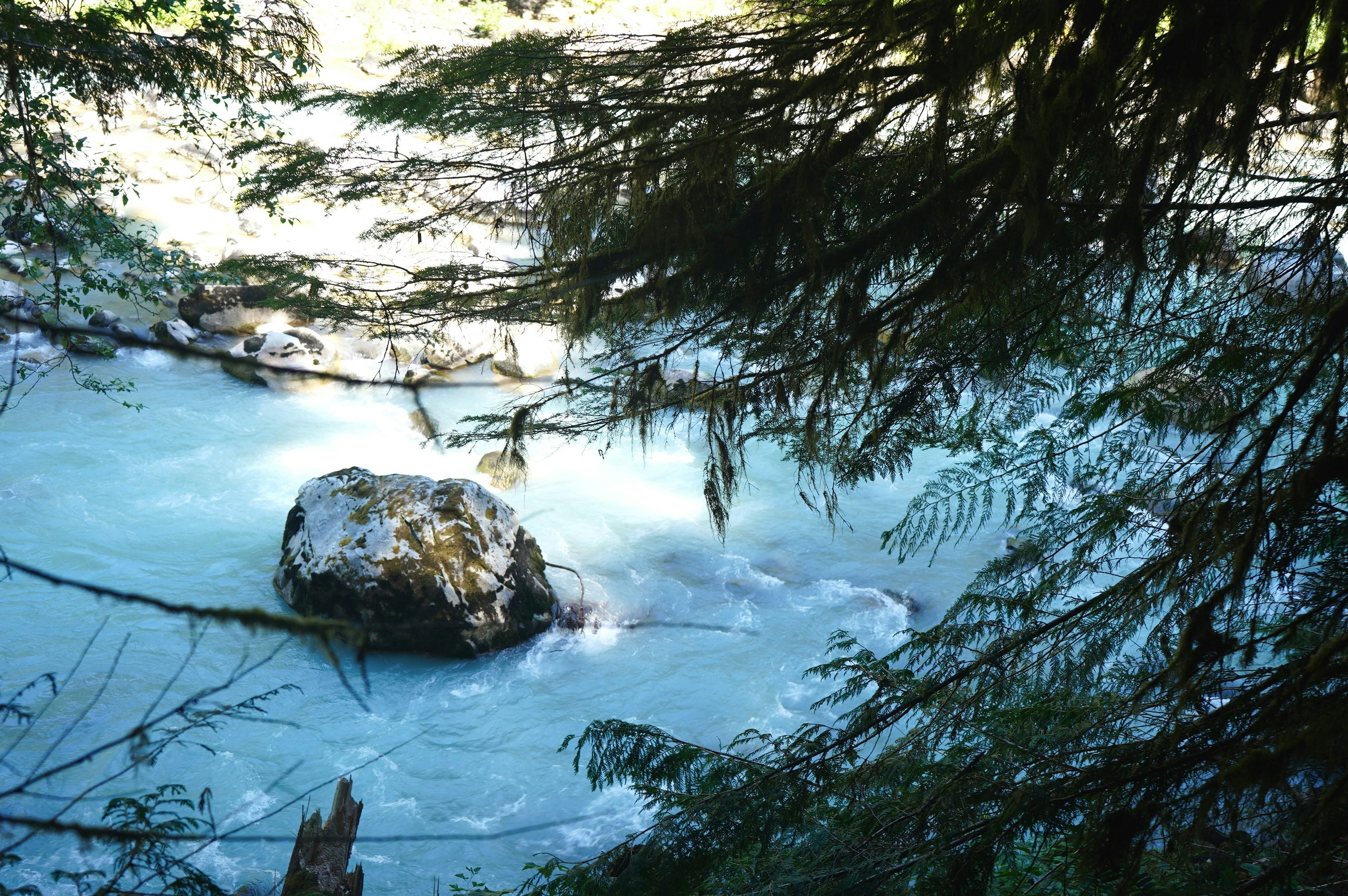 Icy Turquoise Current Framed by Dark Pines