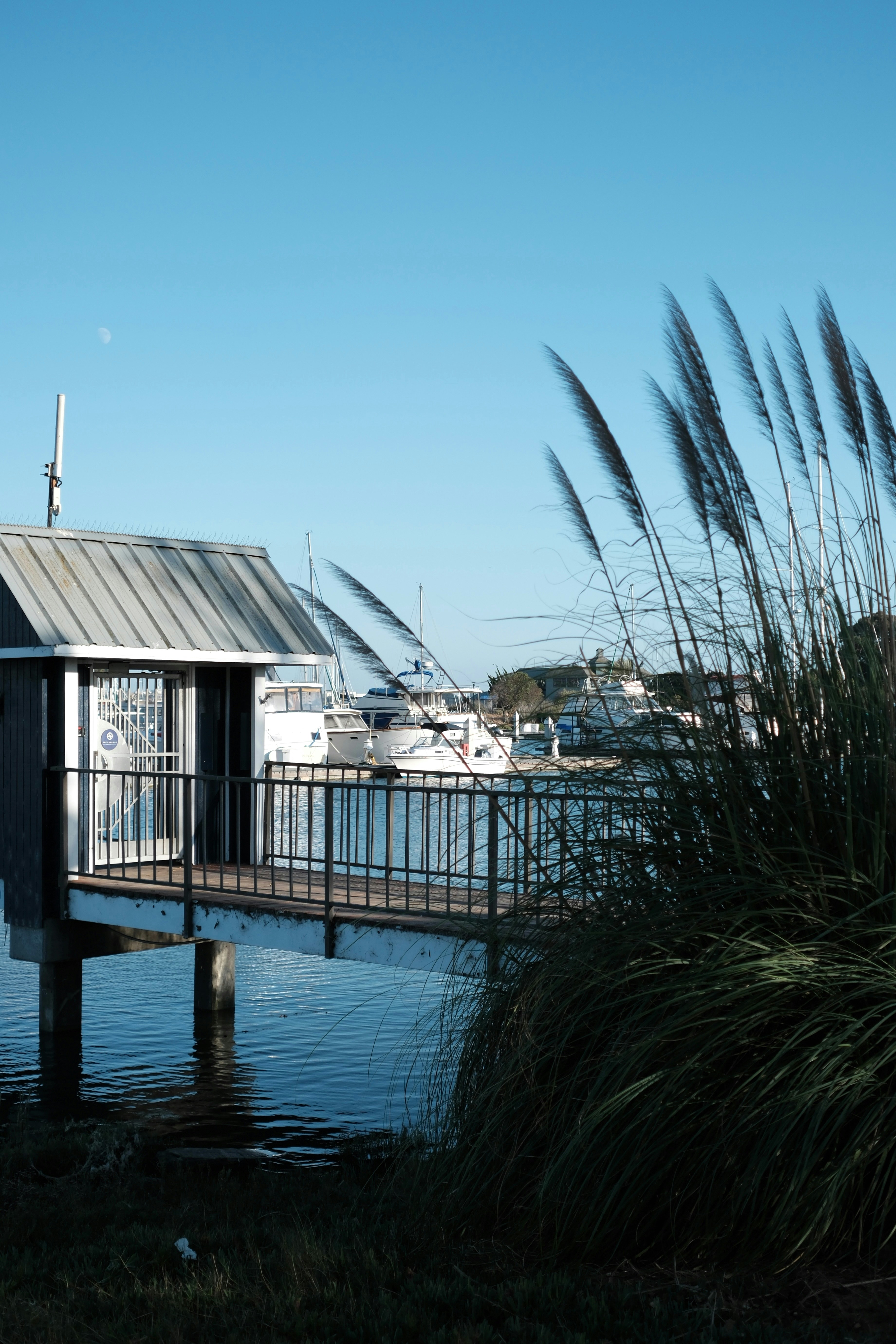 Dockside Portrait: A Quiet Marina with Seagrass in Repose