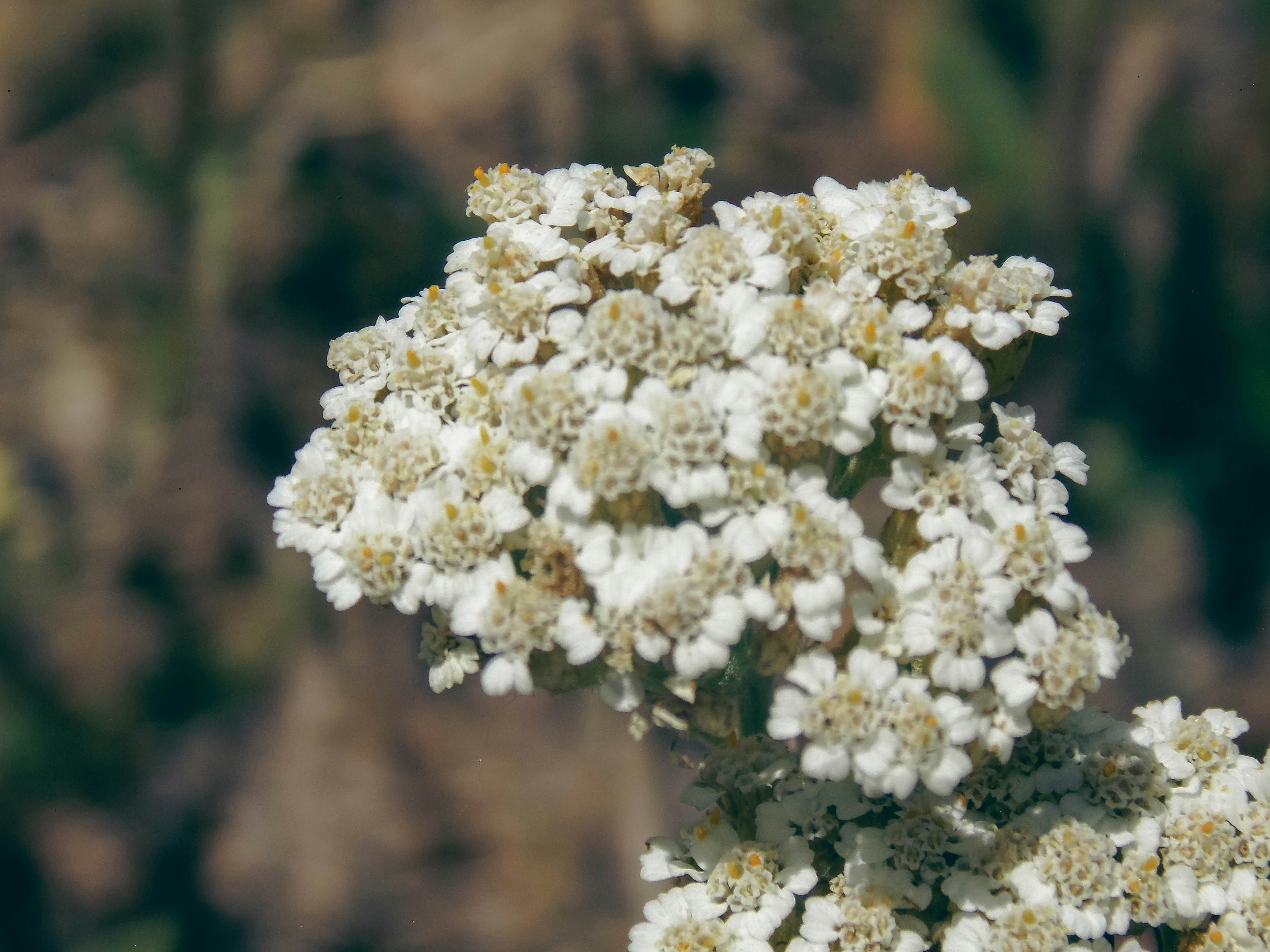 Soft white umbels rise from a green stem set against a textured, muted forest background. Close-up focus emphasizes petal clusters with a shallow depth, highlighting natural detail and structure.