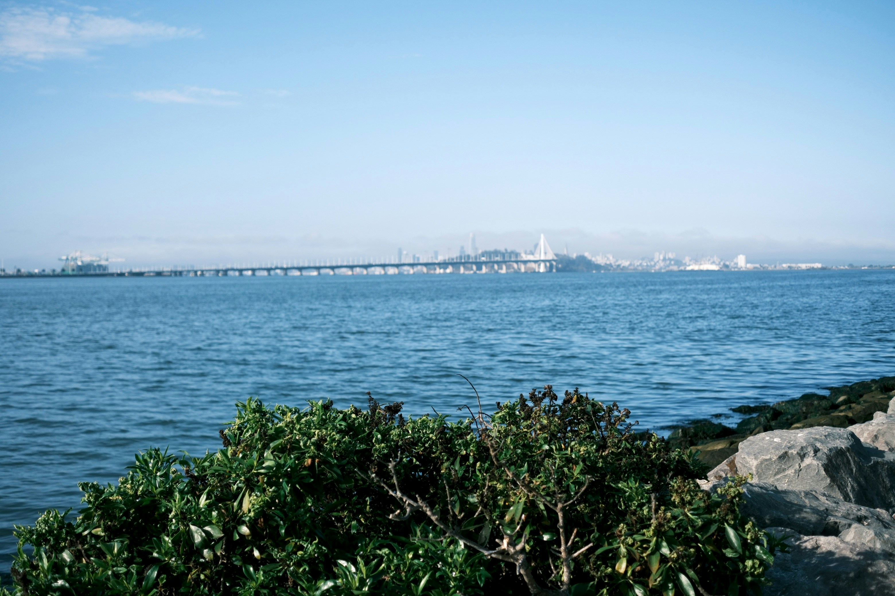 Line of Light: Horizon Pier and Coastal Foliage